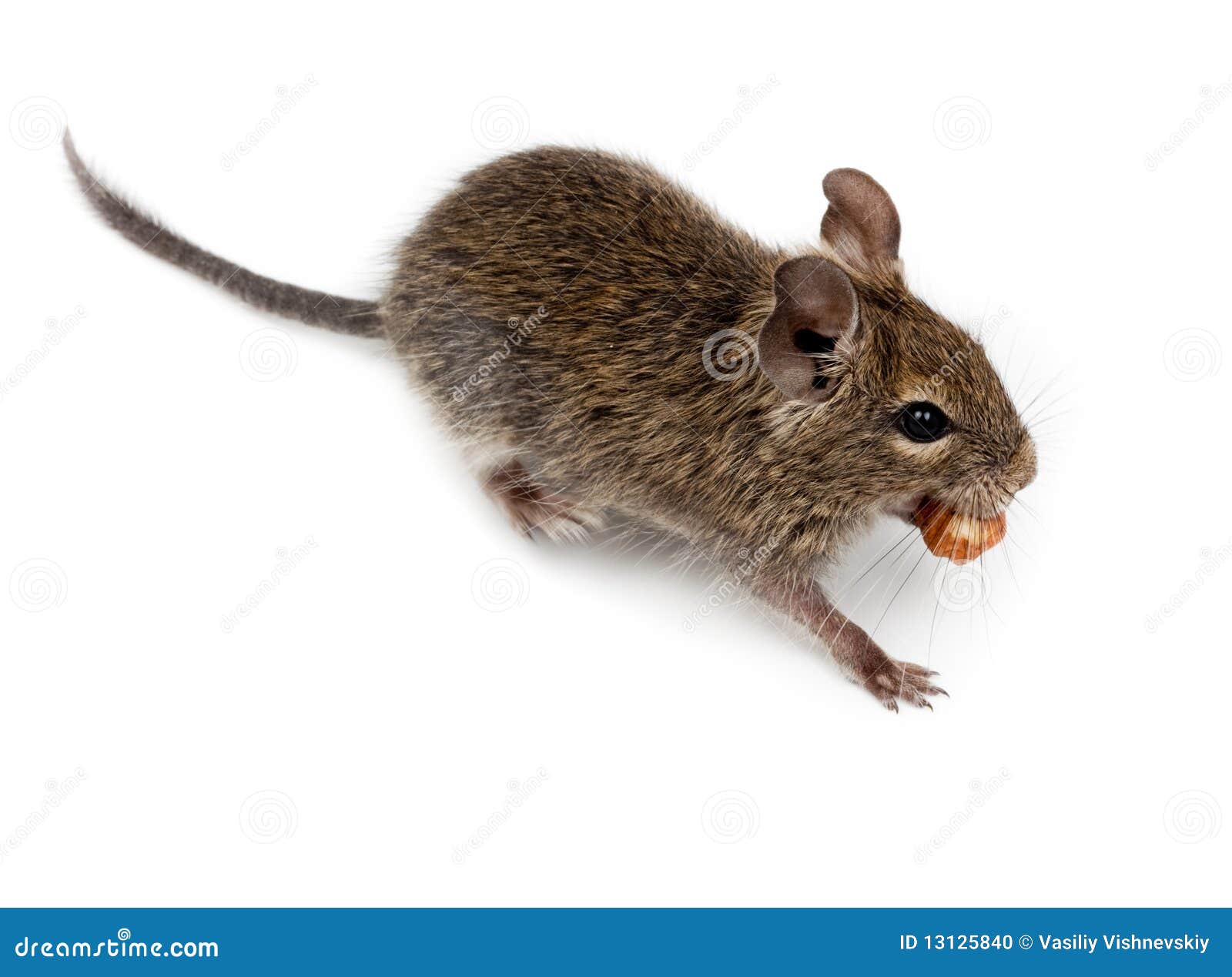 The Common Degu Octodon Degus, The Degu Or Gewohnliche Degu Stock Photo ...