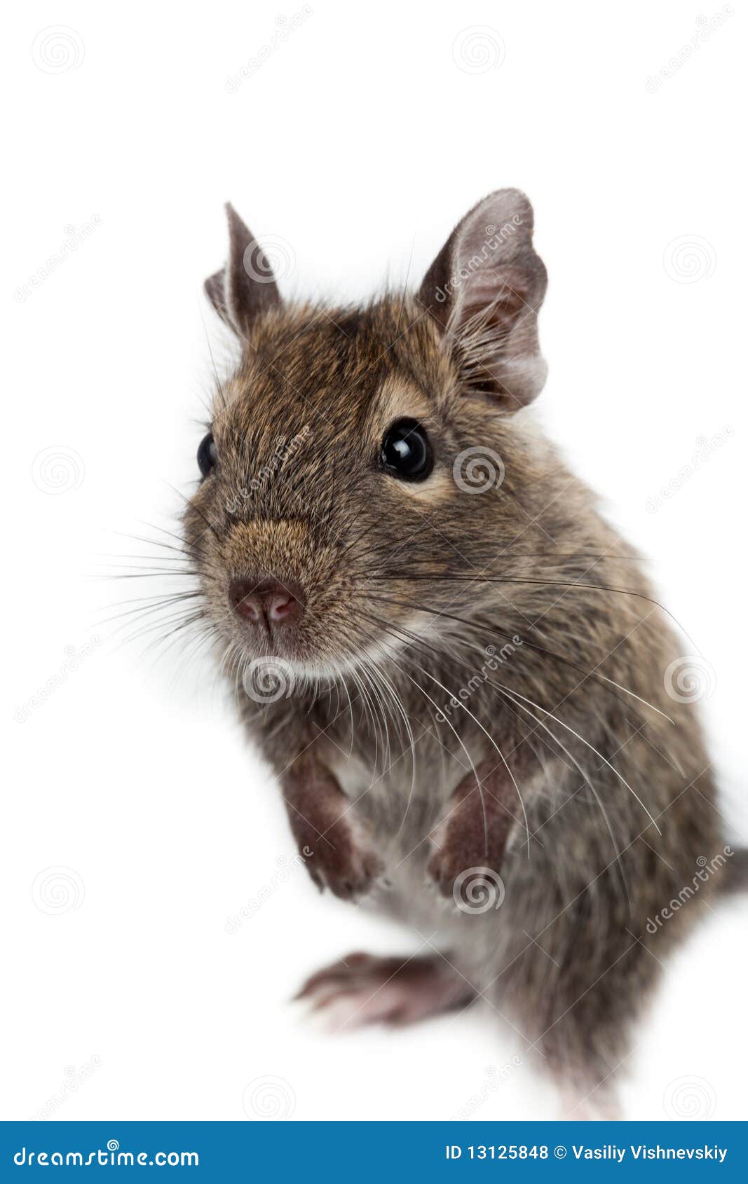 Common Degu, Brush-Tailed Rat, Octodon Degus Stock Photo - Image of ...