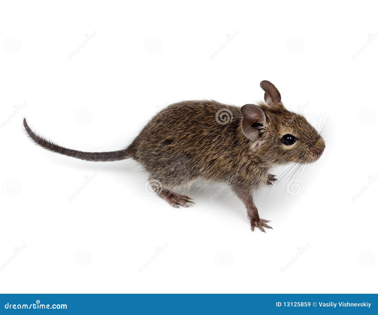 The Common Degu Octodon Degus, The Degu Or Gewohnliche Degu Stock Photo ...