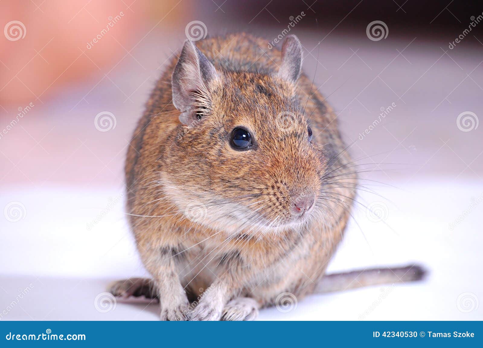 The Common Degu Octodon Degus, The Degu Or Gewohnliche Degu Stock Photo ...