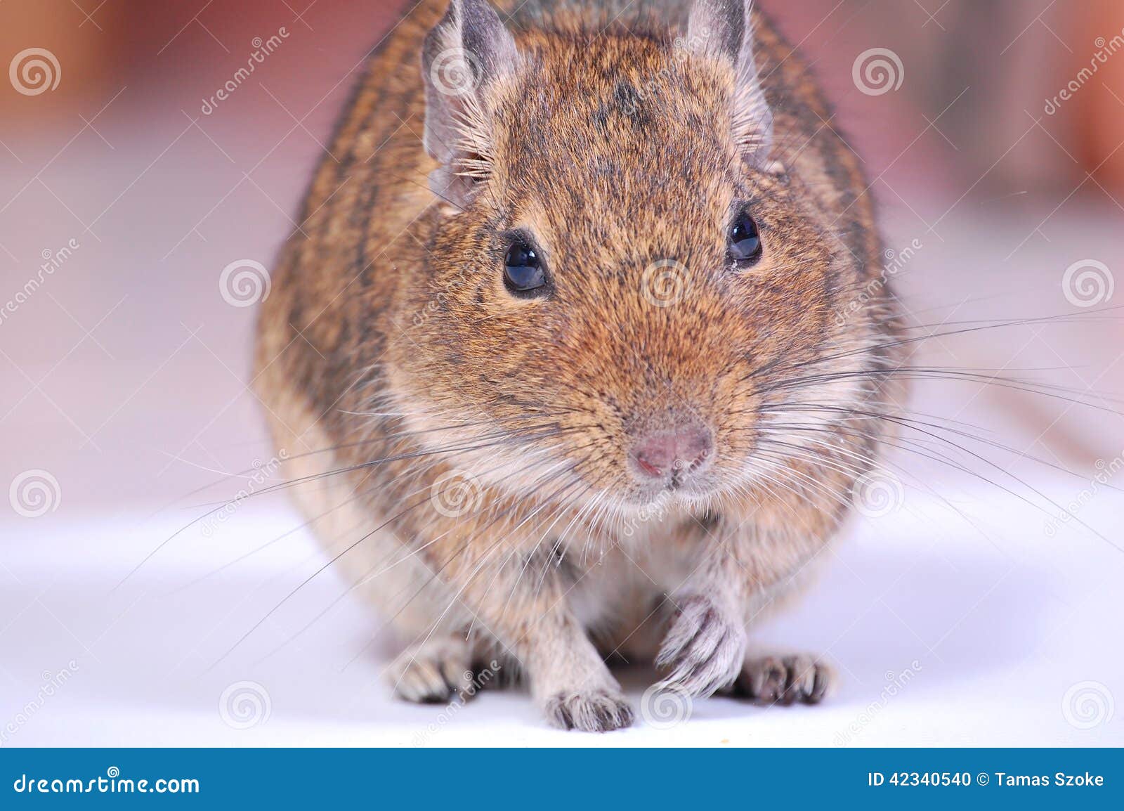 The Common Degu Octodon Degus, The Degu Or Gewohnliche Degu Stock Photo ...
