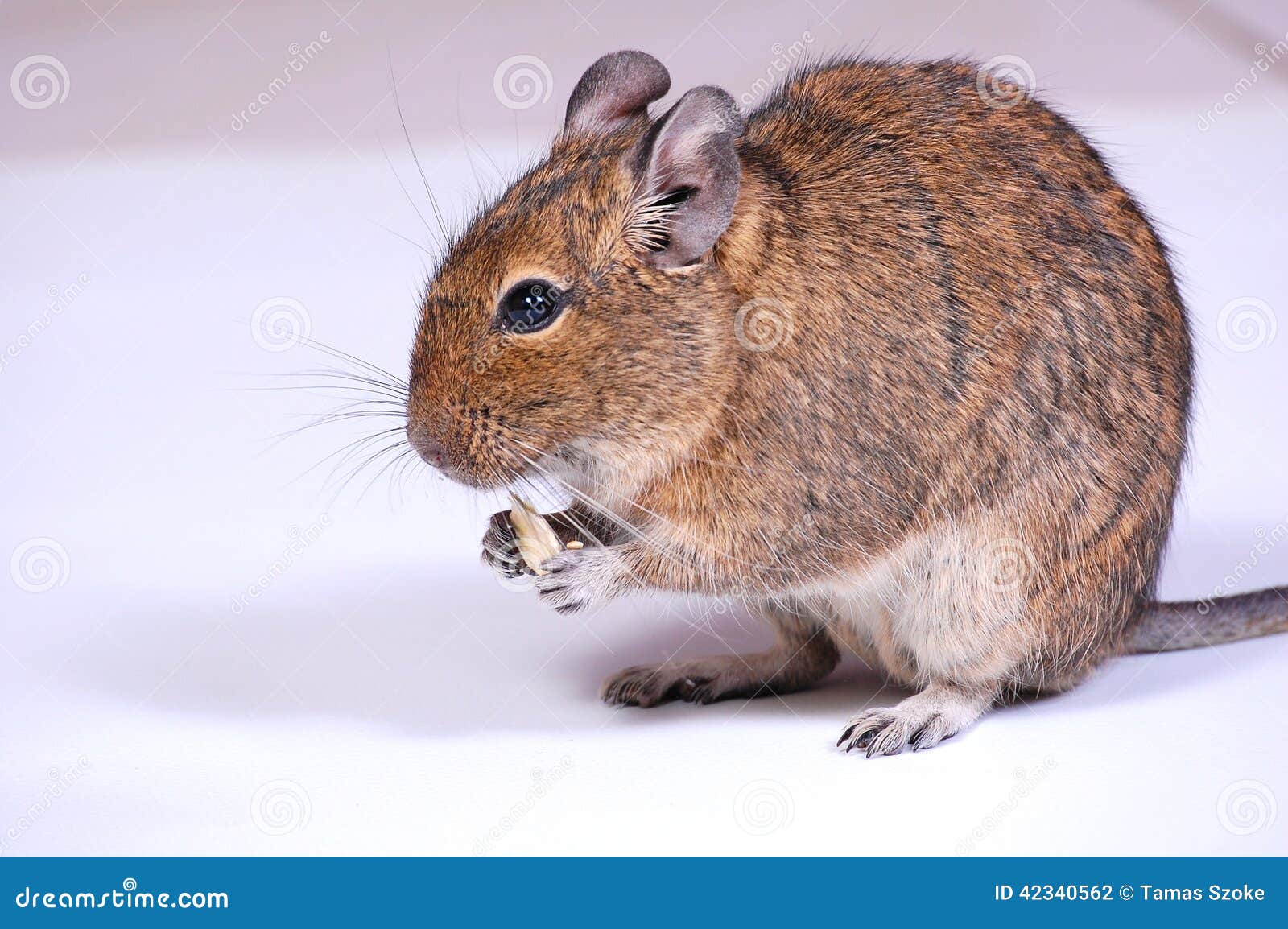 The Common Degu Octodon Degus, The Degu Or Gewohnliche Degu Stock Photo ...