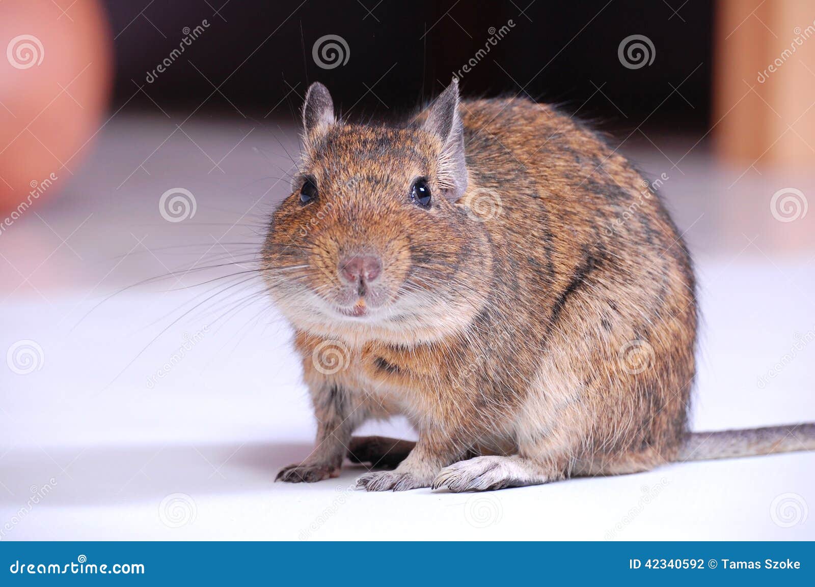 The Common Degu Octodon Degus, The Degu Or Gewohnliche Degu Stock Photo ...