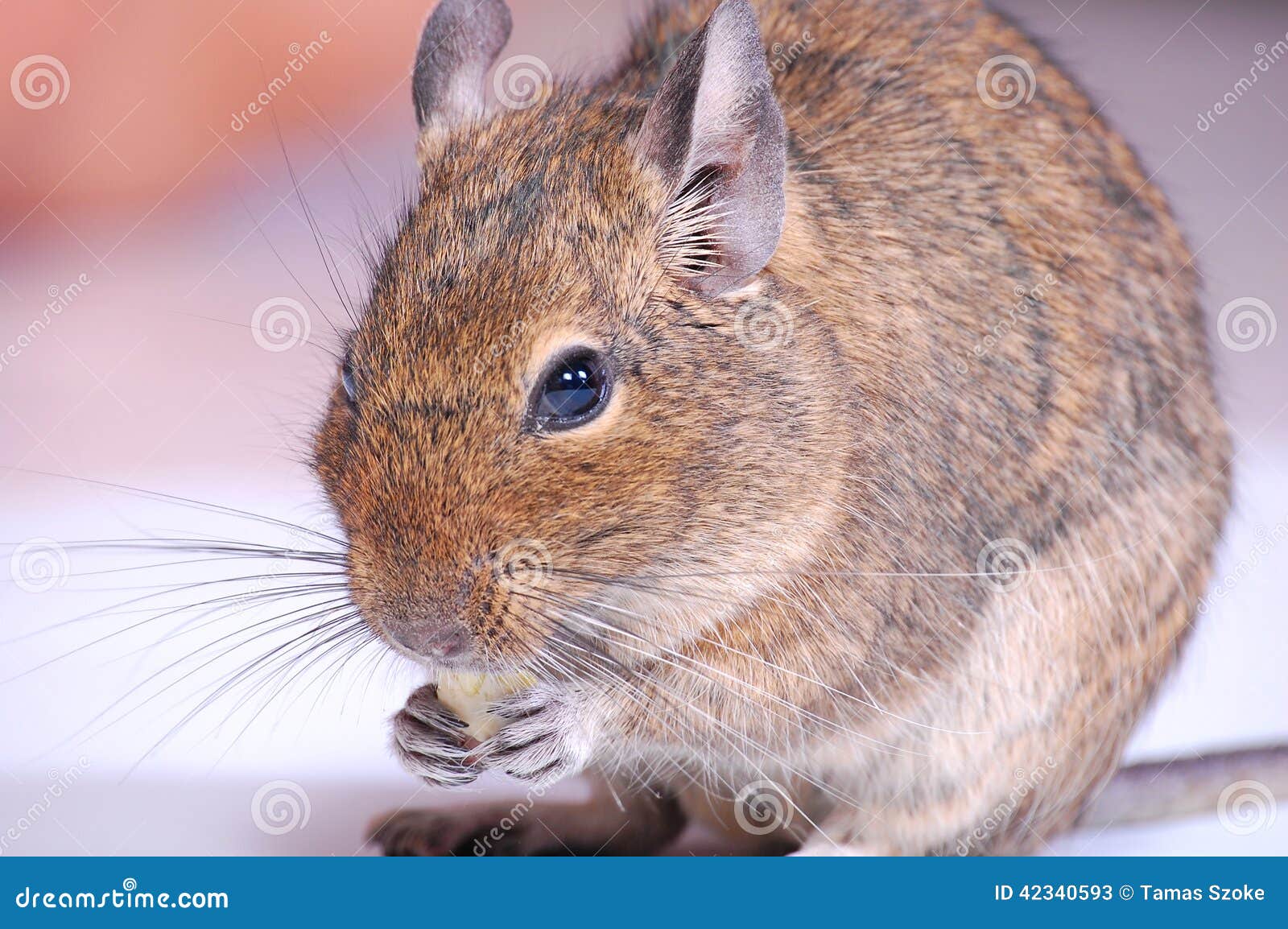 The Common Degu Octodon Degus, The Degu Or Gewohnliche Degu Stock Image ...
