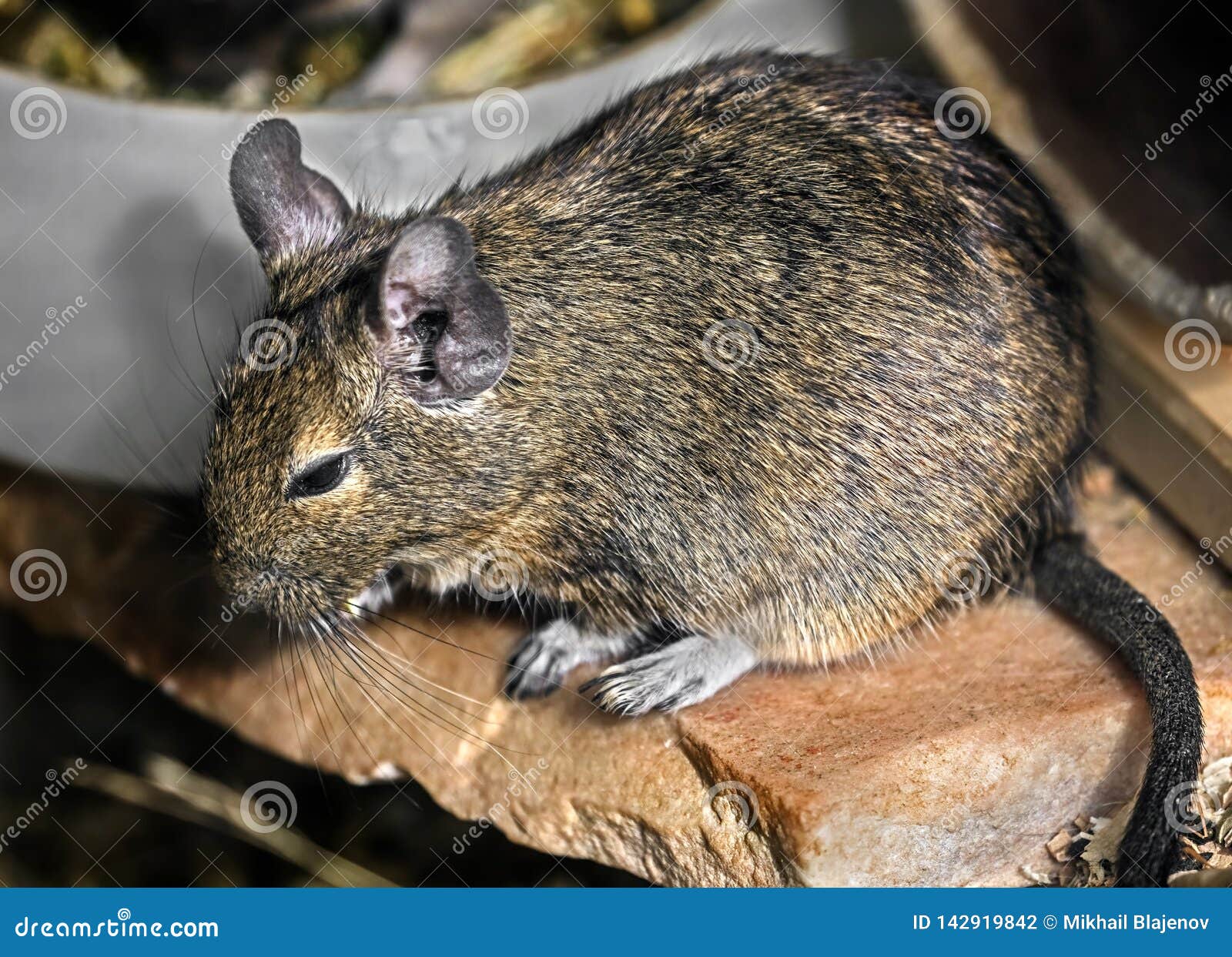 Common degu 1 stock photo. Image of wildlife, nice, species - 142919842
