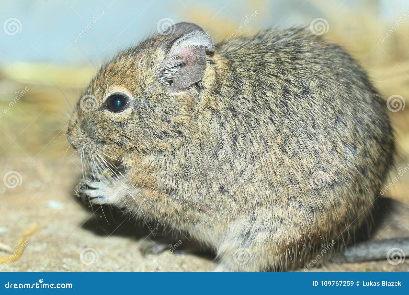 Common degu stock image. Image of brush, eating, nature - 109767259