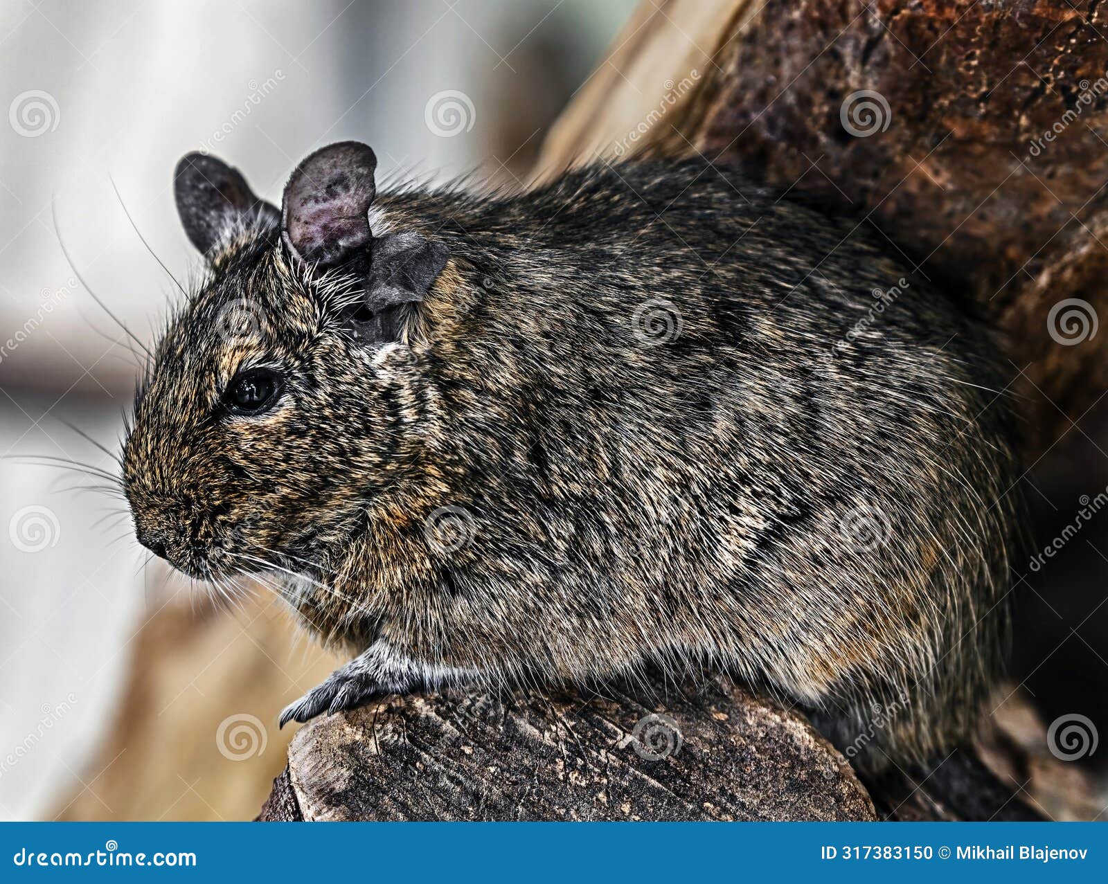 Common degu on the log 1 stock photo. Image of environment - 317383150