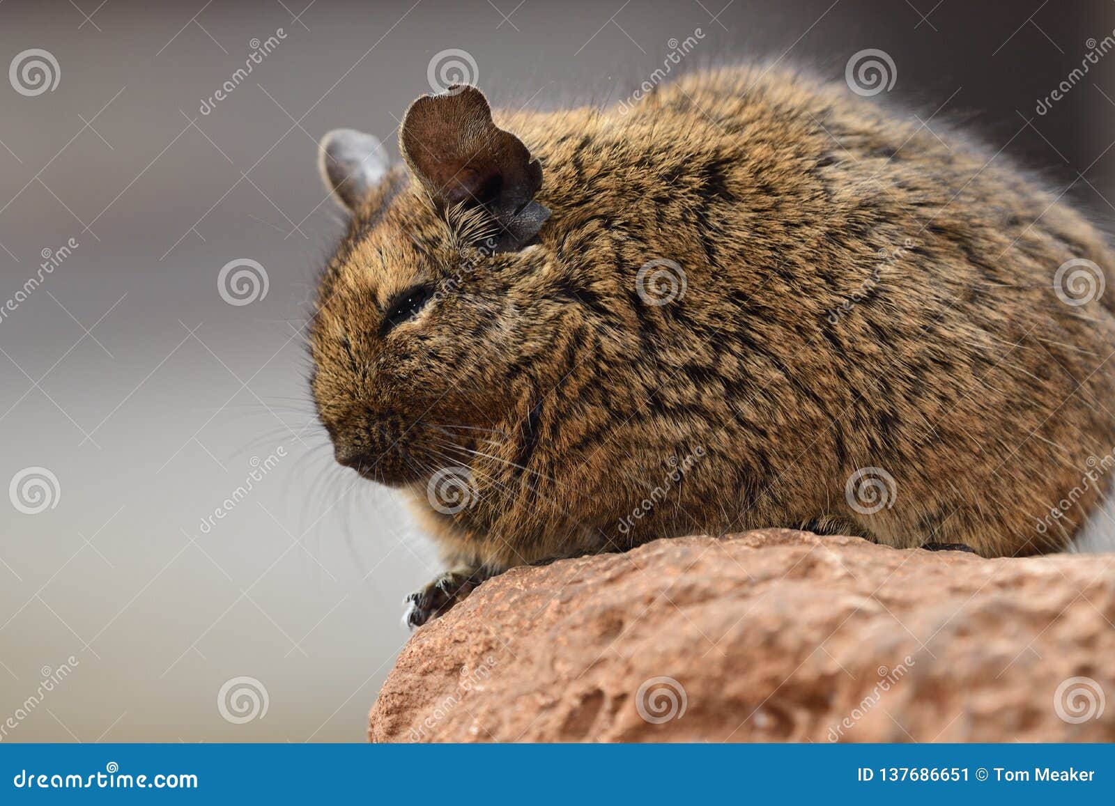 Common degu octodon degus stock image. Image of horizontal - 137686651