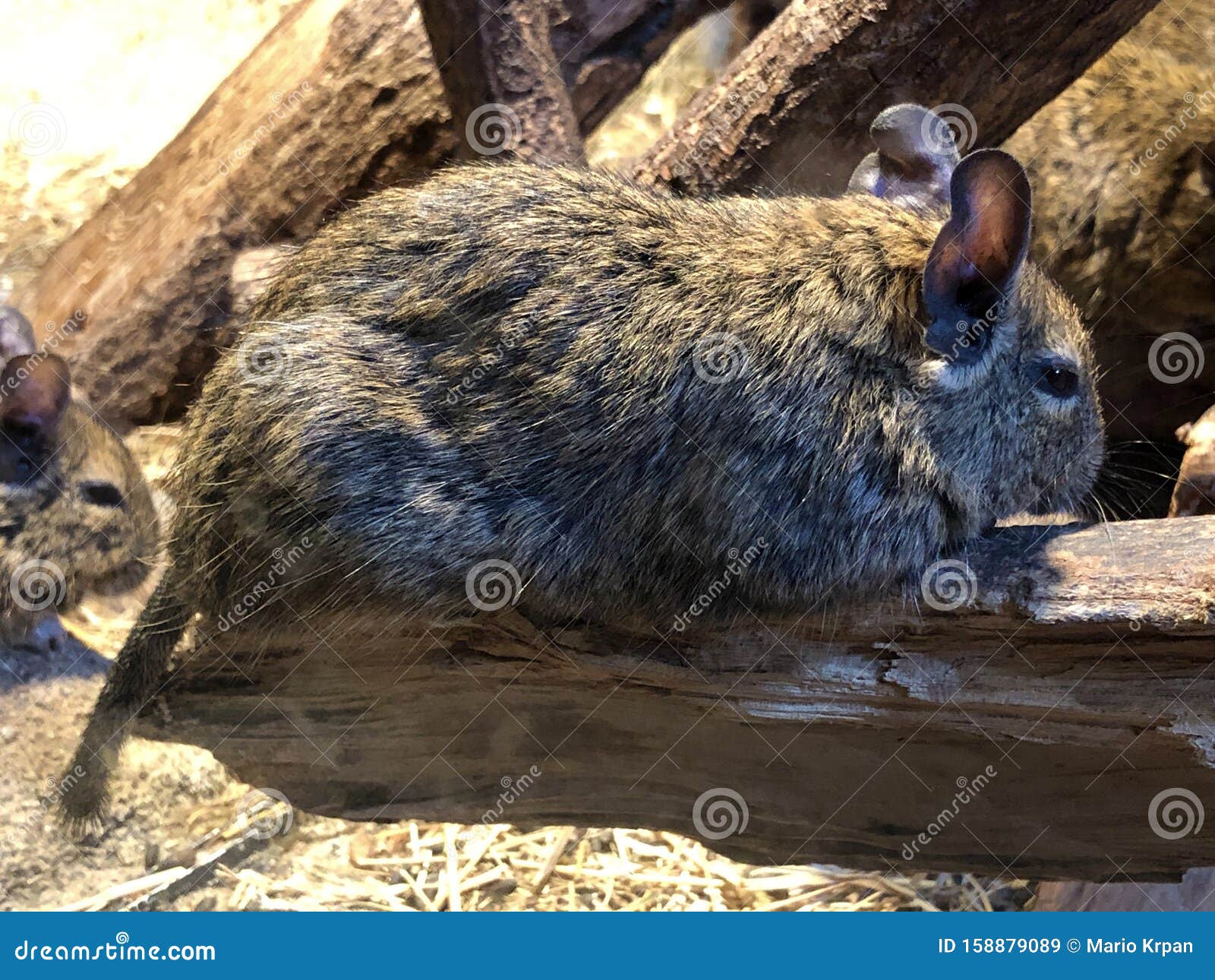 The Common Degu Octodon Degus, the Degu or Gewohnliche Degu Stock Image ...