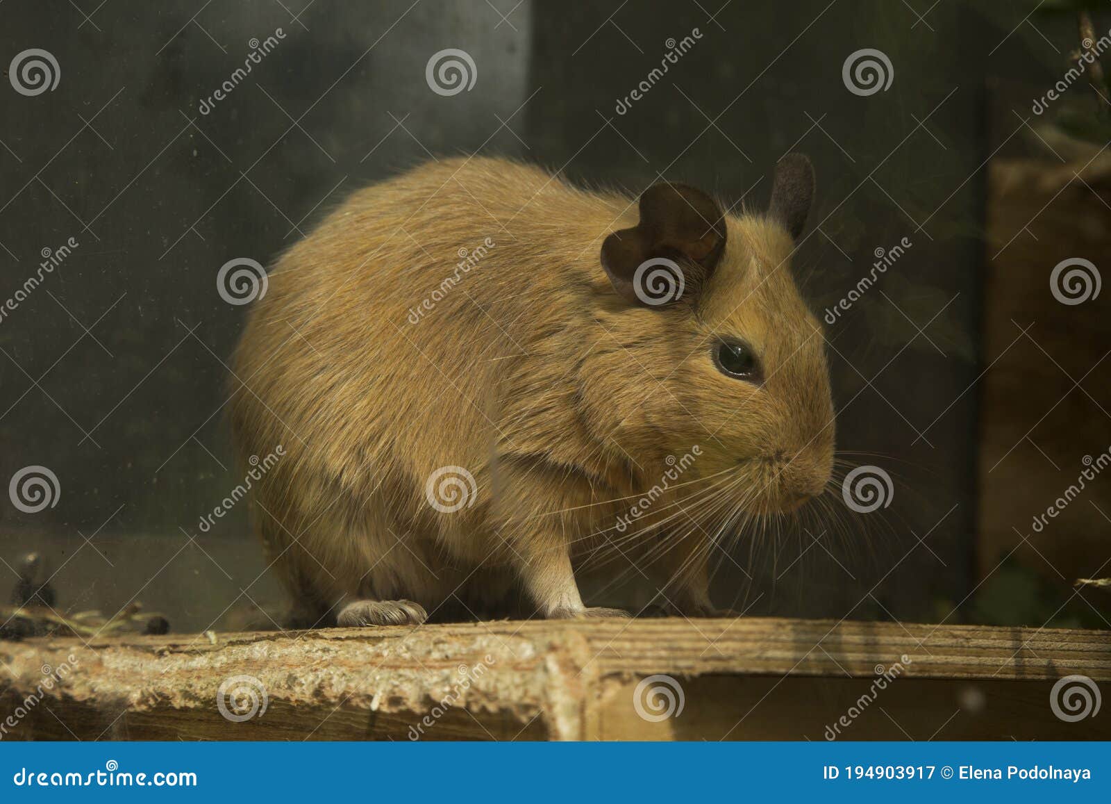 The Common Degu Octodon Degus. Stock Image - Image of environment, wild ...