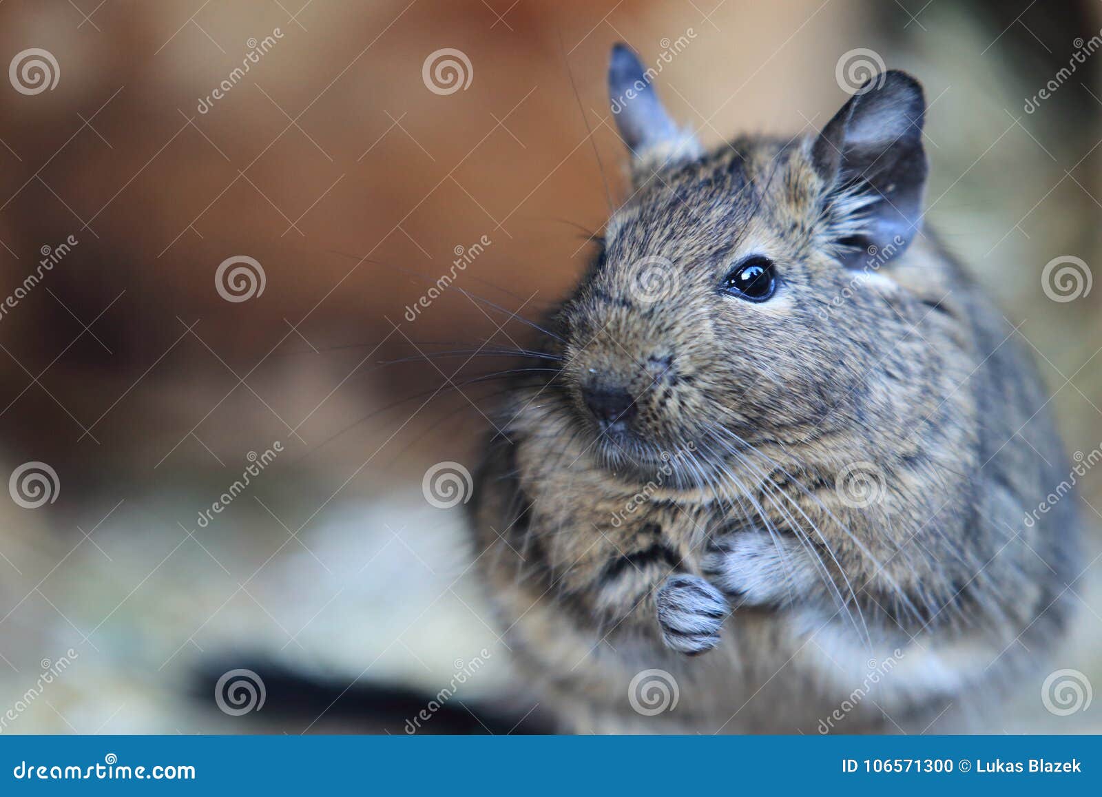 The Common Degu Octodon Degus, The Degu Or Gewohnliche Degu Stock Photo ...