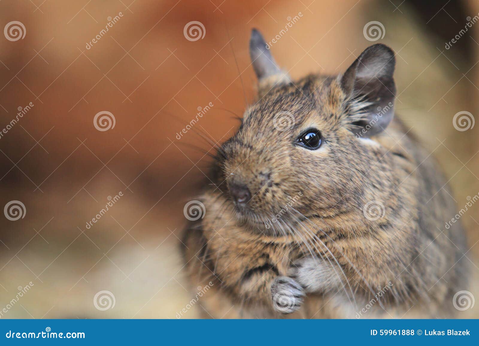 Common degu stock photo. Image of tailed, caviomorph - 59961888