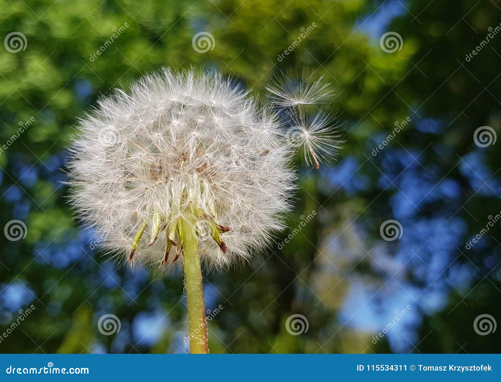 Common dendelion stock image. Image of season, white - 115534311
