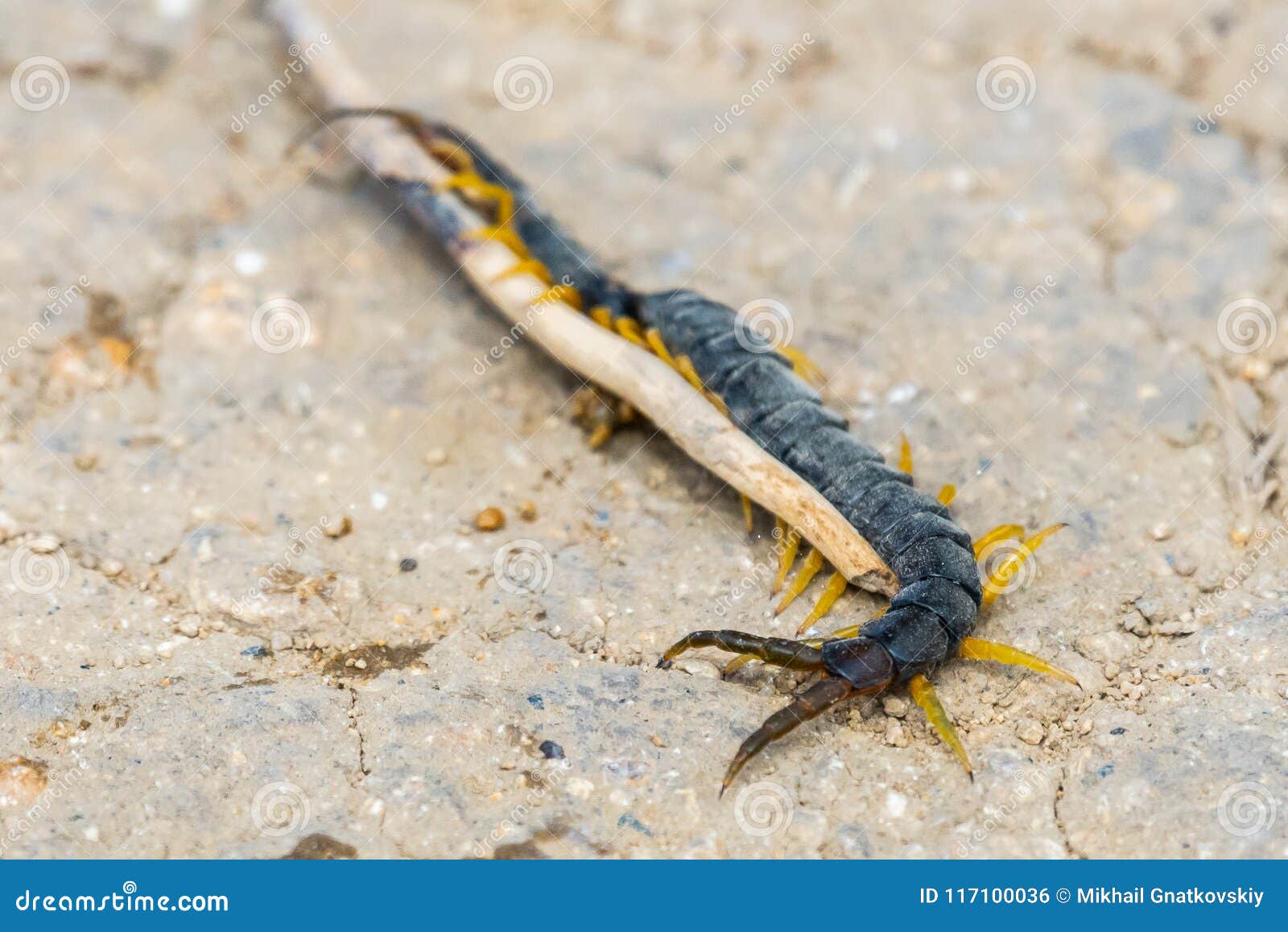 Common Desert Centipede Or Scolopendra Polymorpha Royalty-Free Stock ...