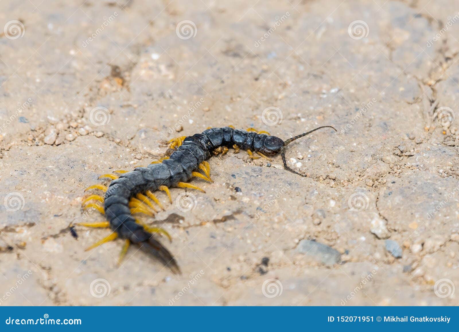 Common Desert Centipede Or Scolopendra Polymorpha Royalty-Free Stock ...