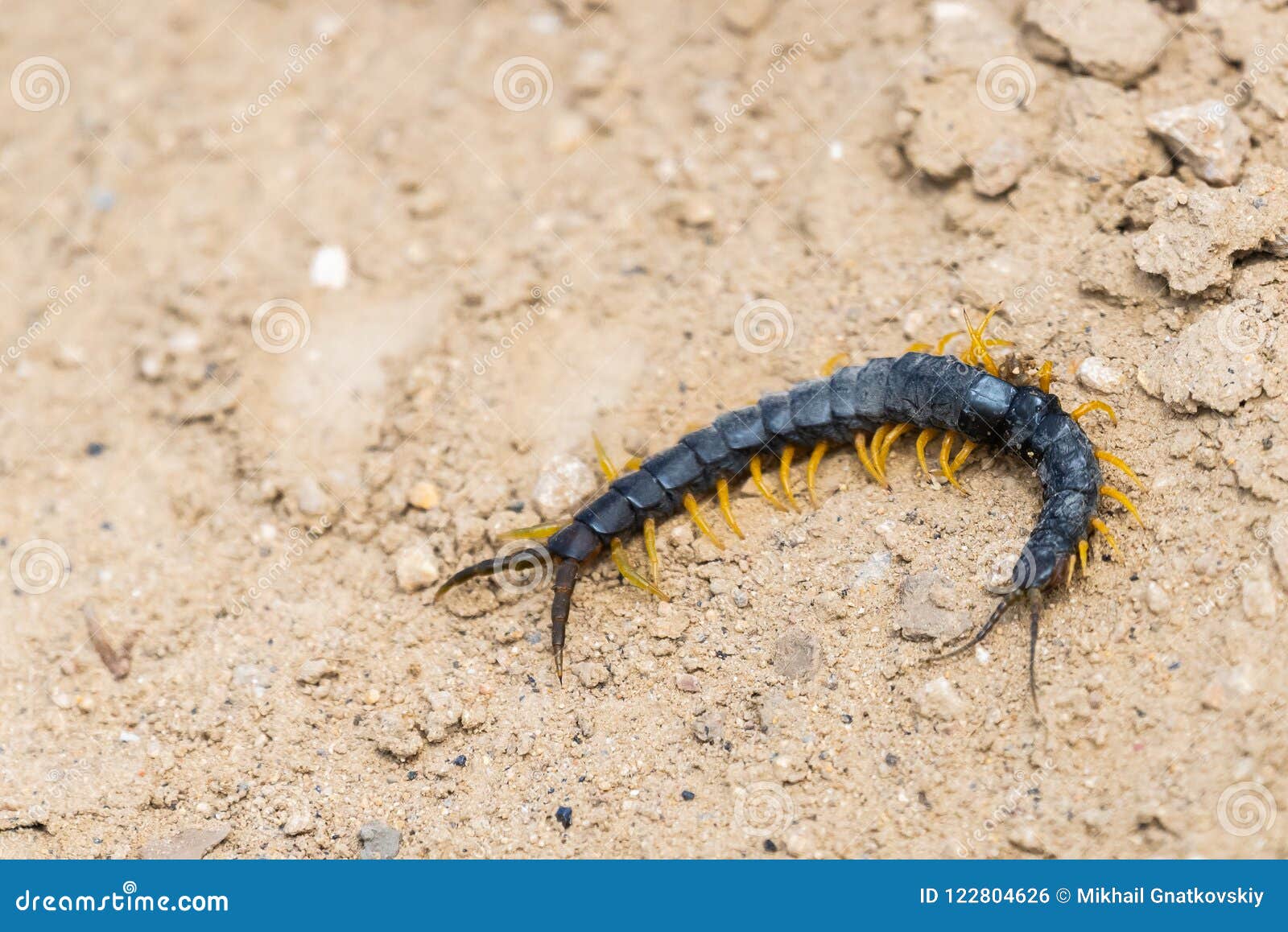 African Sahara Desert Centipede