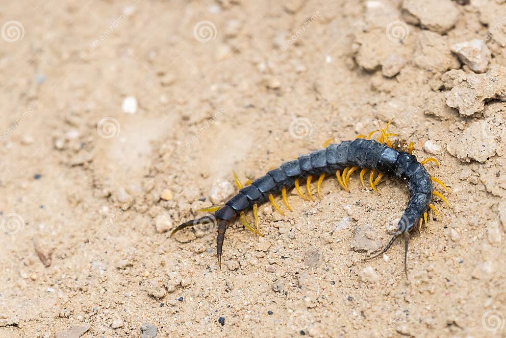 Common Desert Centipede or Scolopendra Polymorpha Stock Photo - Image ...