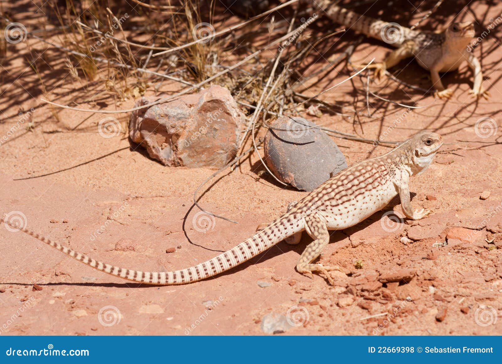 Common Desert Iguana stock photo. Image of keeled, scales - 22669398