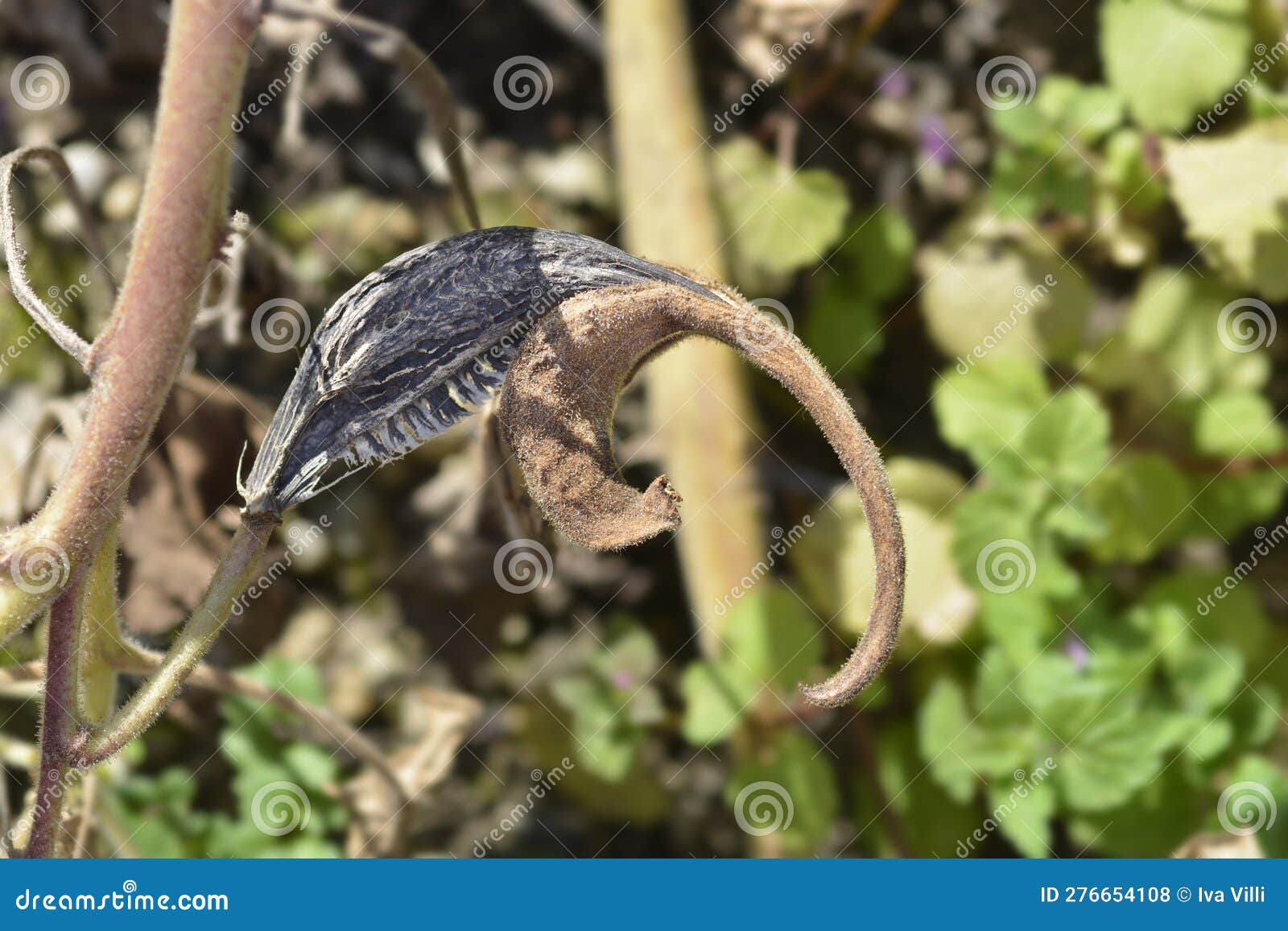 Common devils claw stock photo. Image of botany, trap - 276654108