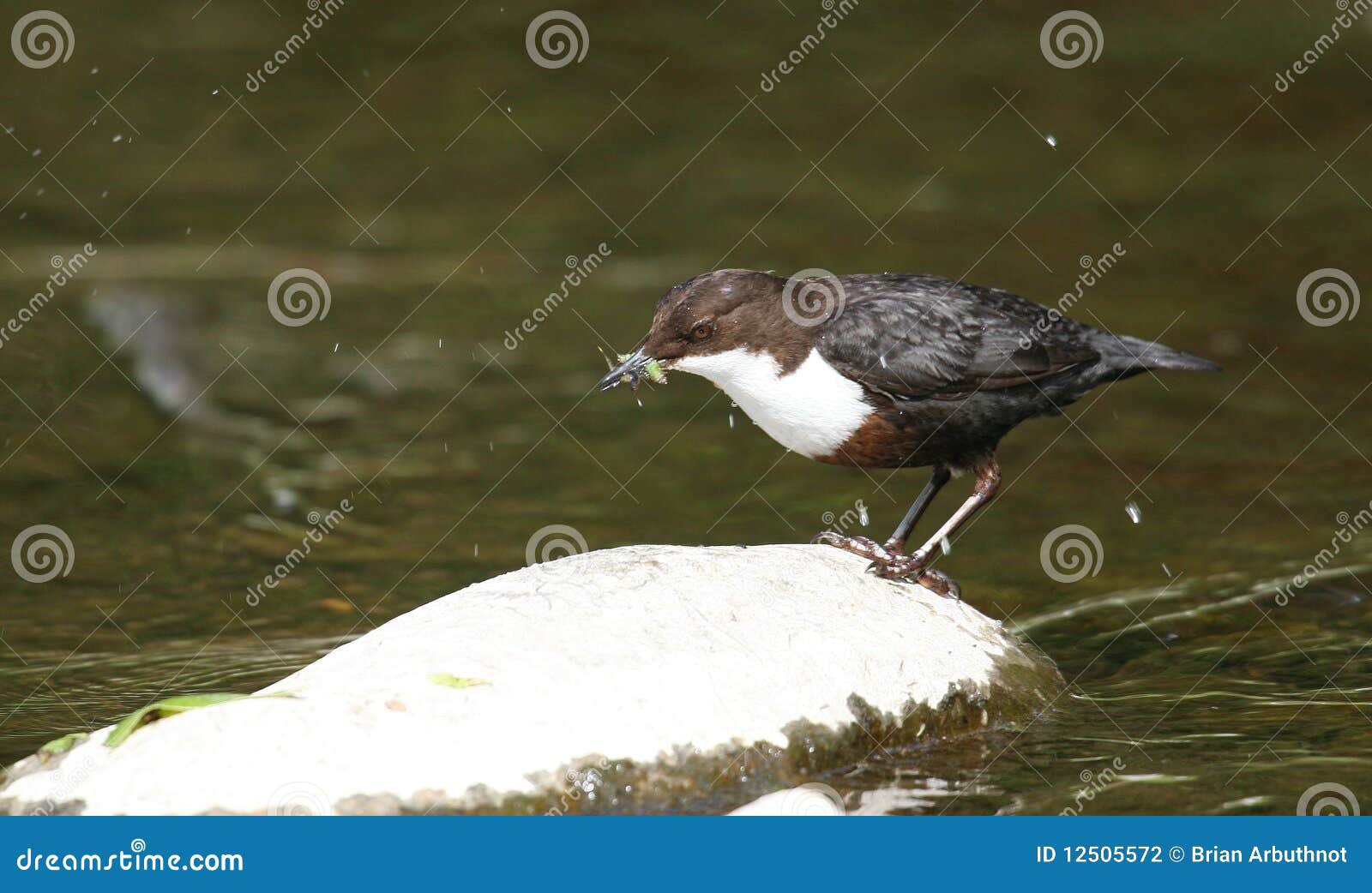Common dipper. stock photo. Image of grubs, bird, water - 12505572