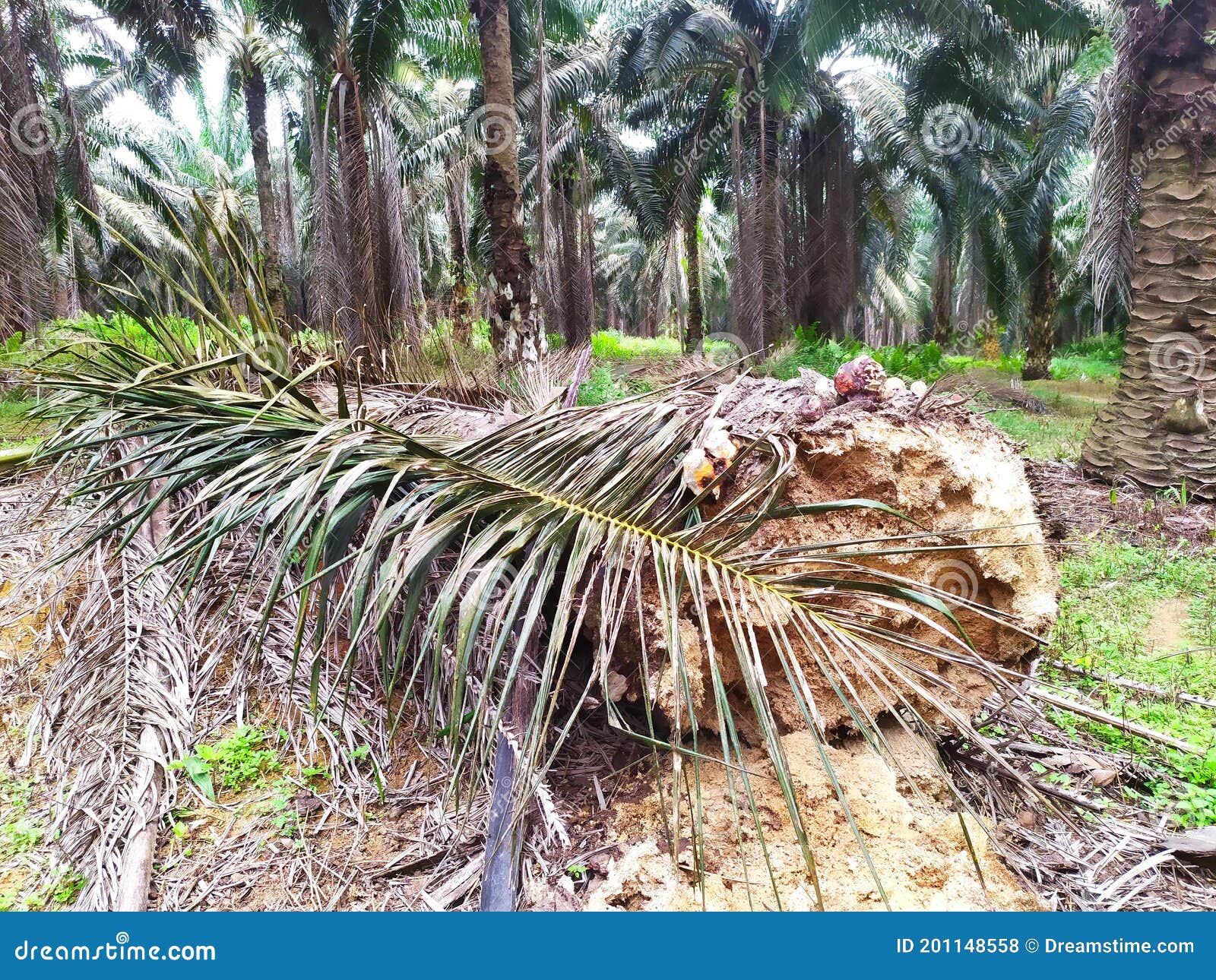 Common Disease Ganoderma in Palm Oil Plantation Stock Photo - Image of ...