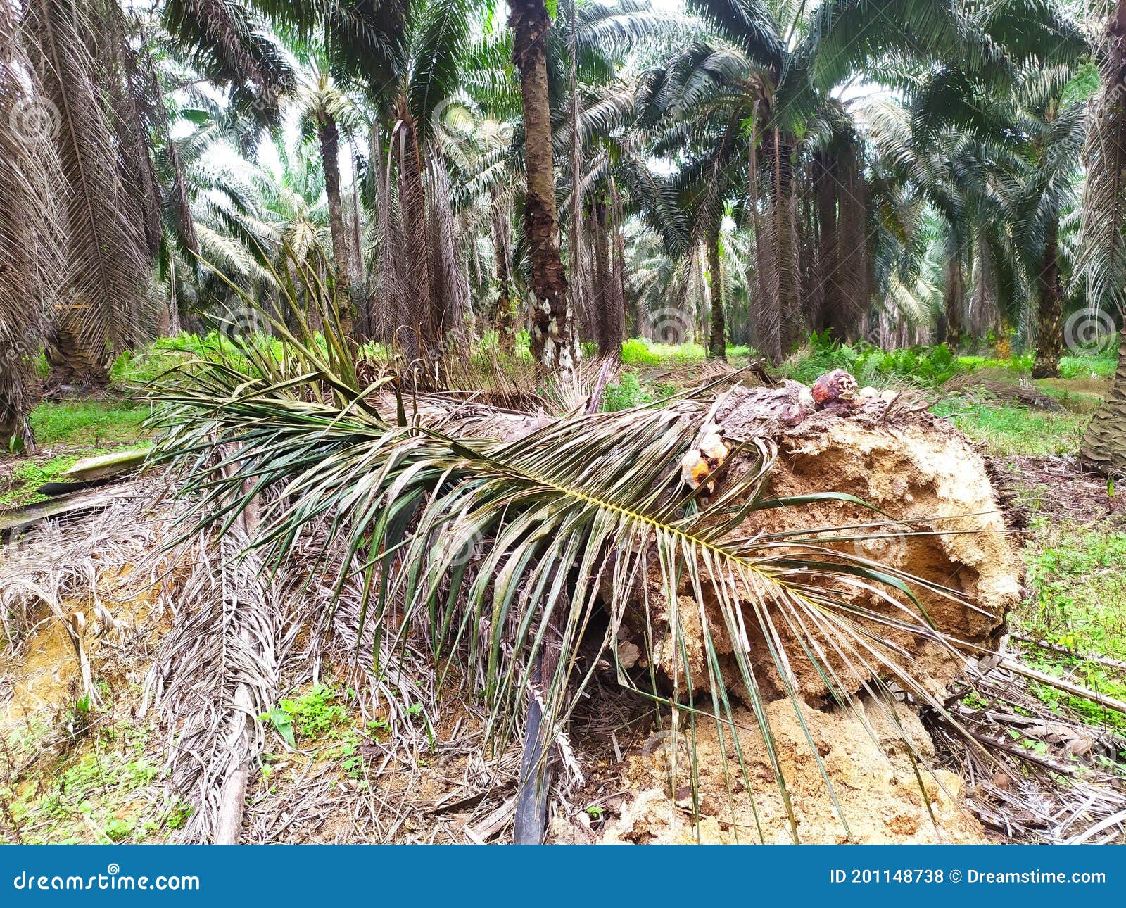 Common Disease Ganoderma in Palm Oil Plantation Stock Photo - Image of ...