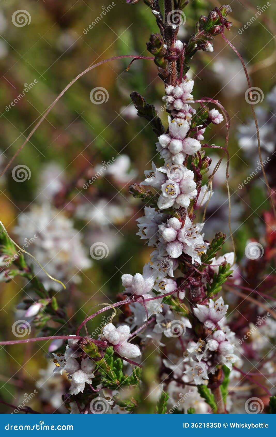 Common Dodder stock photo. Image of moor, plant, parasitic - 36218350