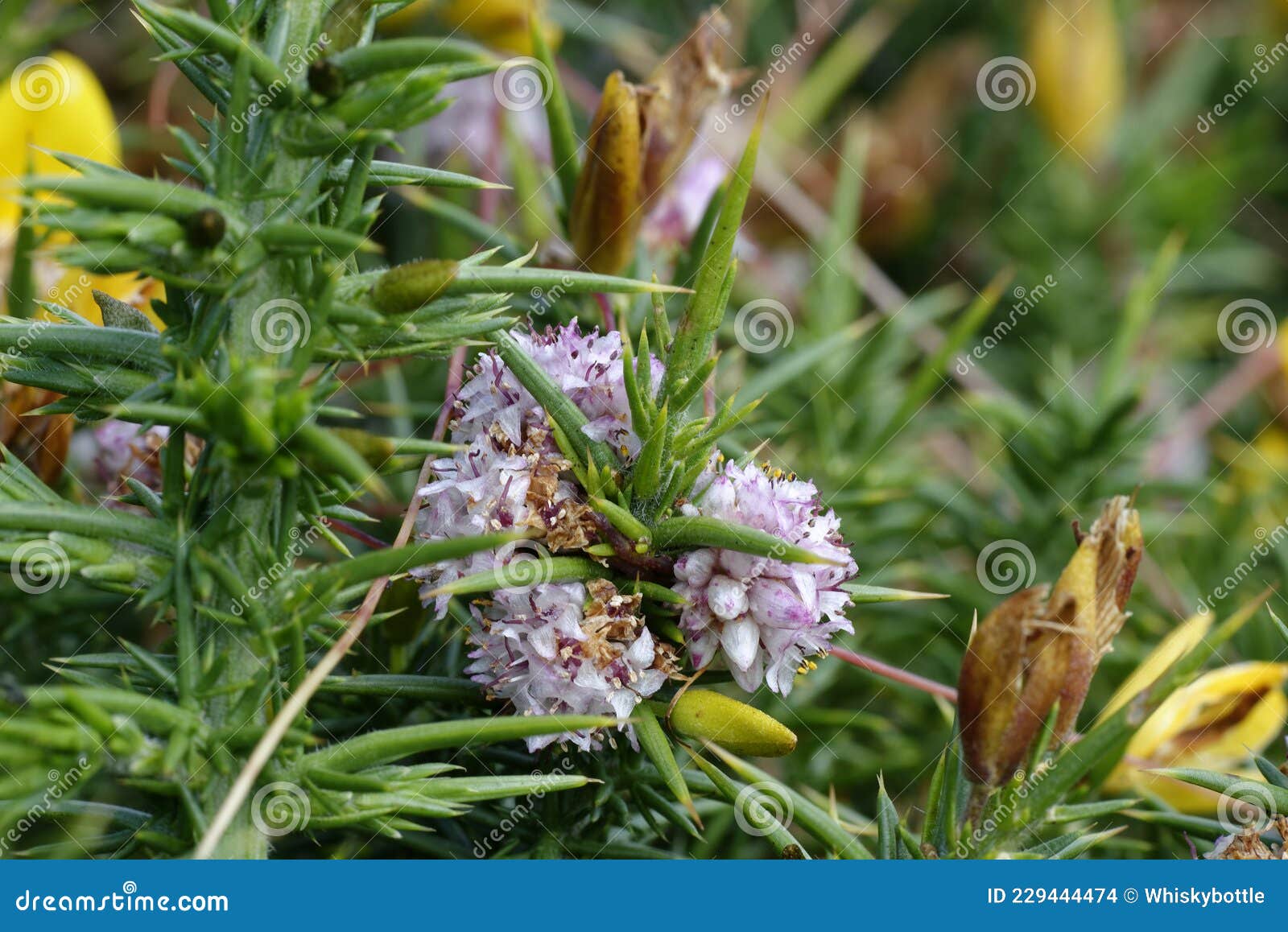 Common Dodder stock photo. Image of flower, britain - 229444474