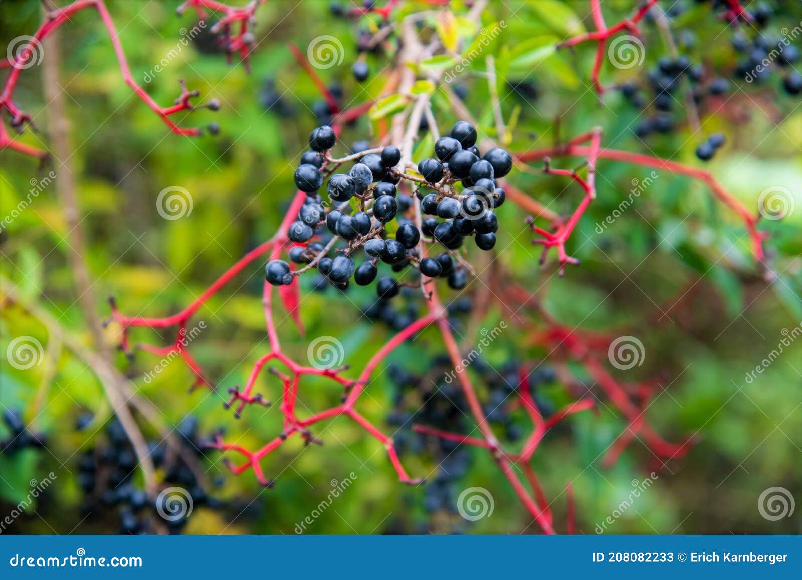 Common Dogwood Berries on a Branch Stock Image - Image of environment ...