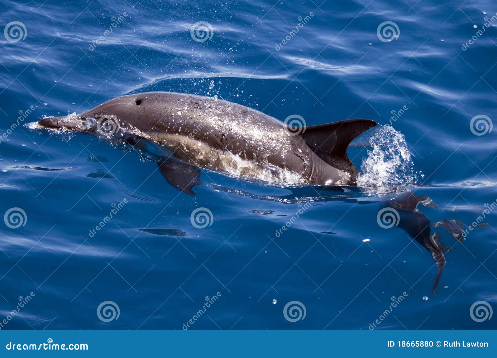 Common Dolphin stock photo. Image of mammal, nose, life - 18665880