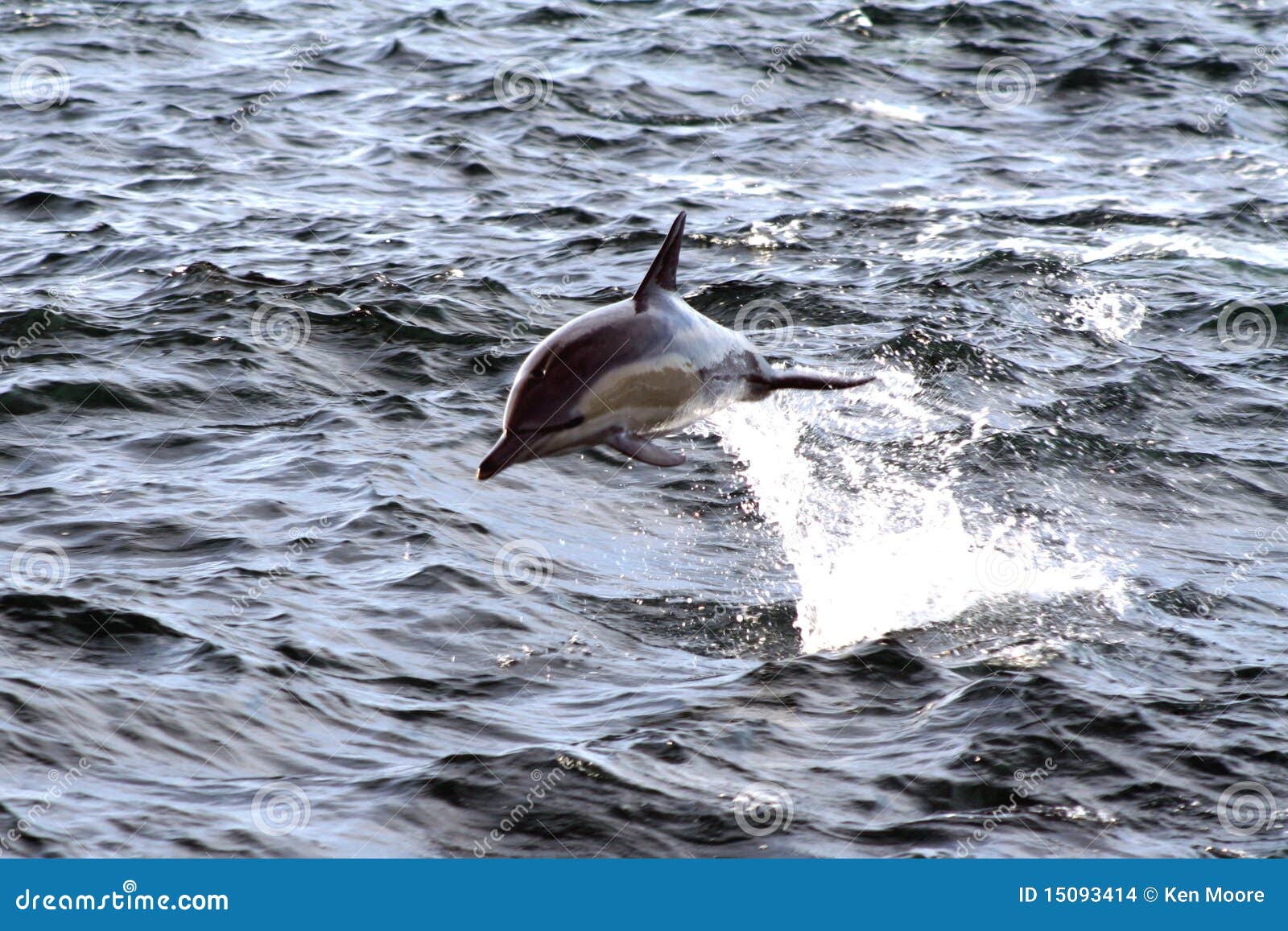 COMMON DOLPHIN BREACHING stock photo. Image of african - 15093414