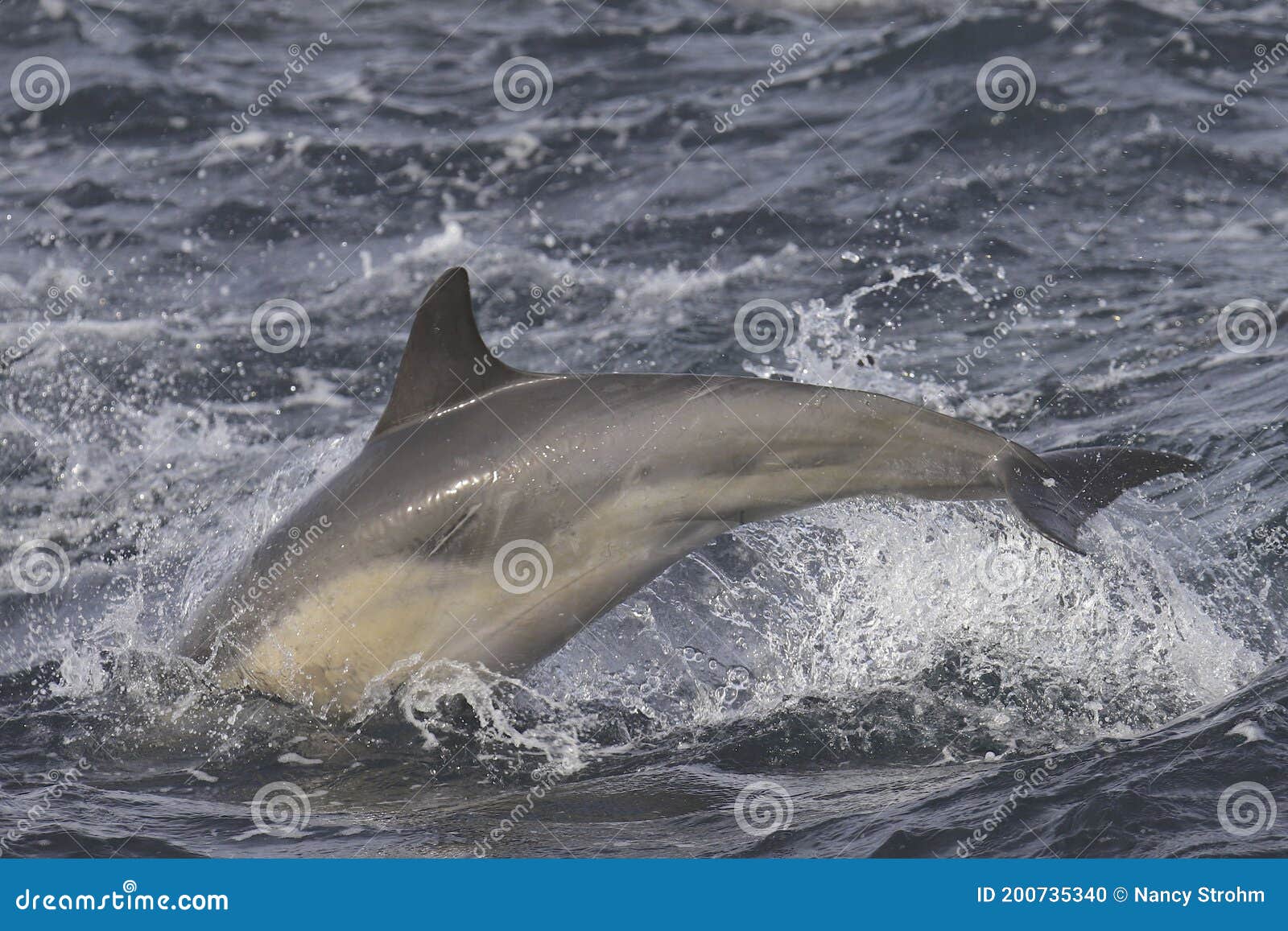 Common Dolphin Breaching in the Ocean Stock Photo - Image of rostrum ...