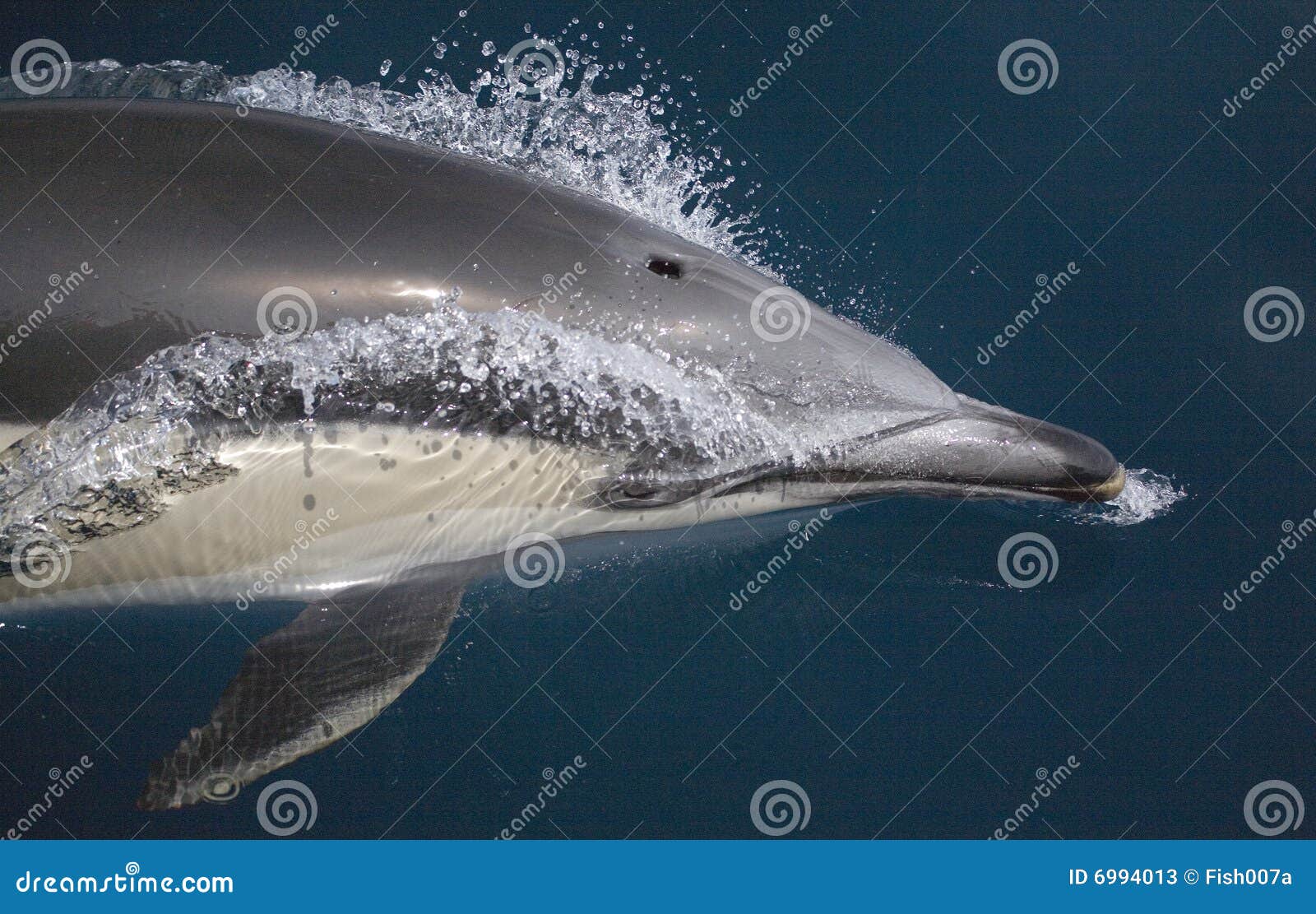 Common Dolphin (Delphinus Delphis) Stock Image - Image of common ...