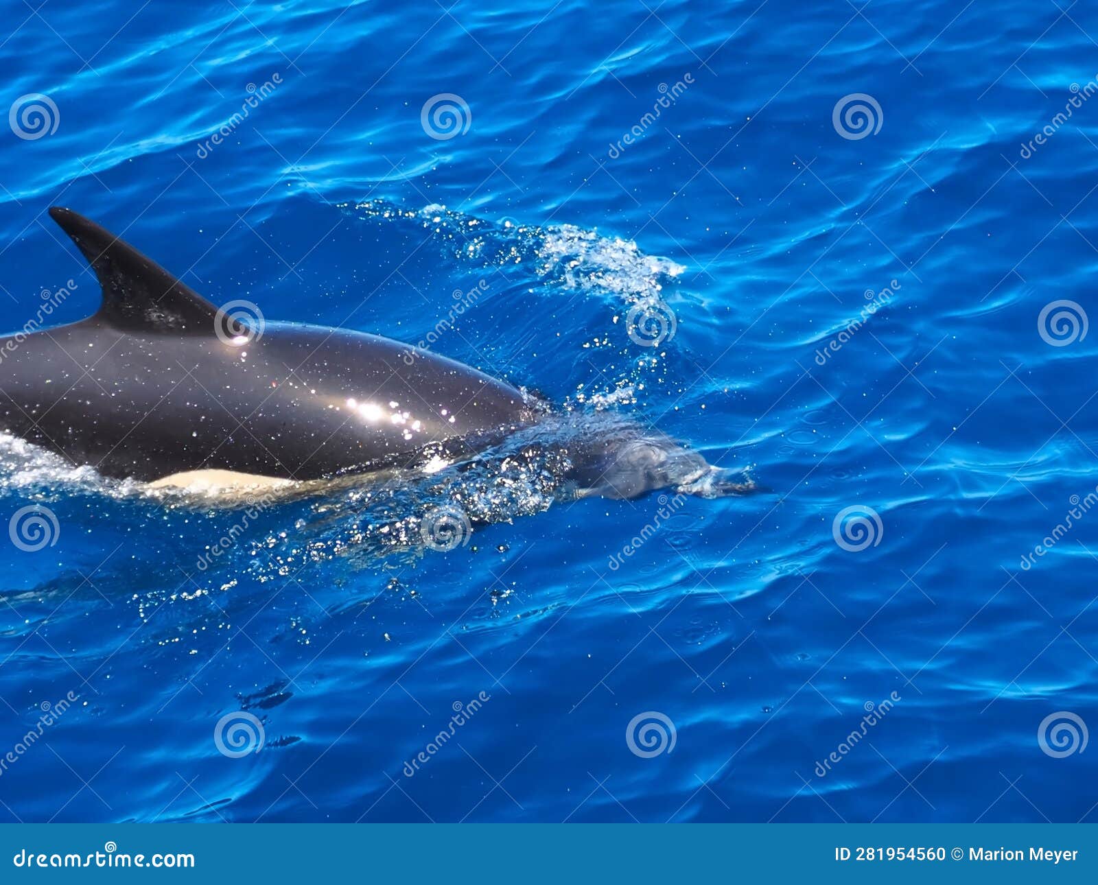 Common Dolphin Delphinus Delphis Swimming in Deep Blue See Stock Photo ...