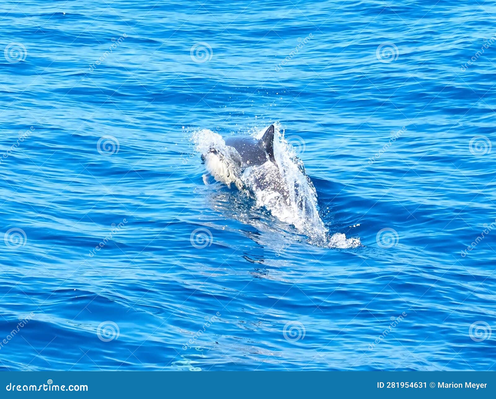 Common Dolphin Delphinus Delphis Swimming in Deep Blue See Stock Image ...