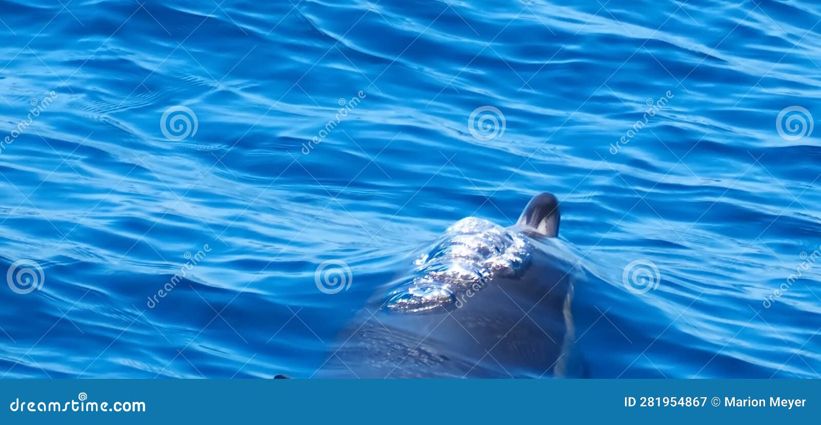 Common Dolphin Delphinus Delphis Swimming in Deep Blue See Stock Image ...