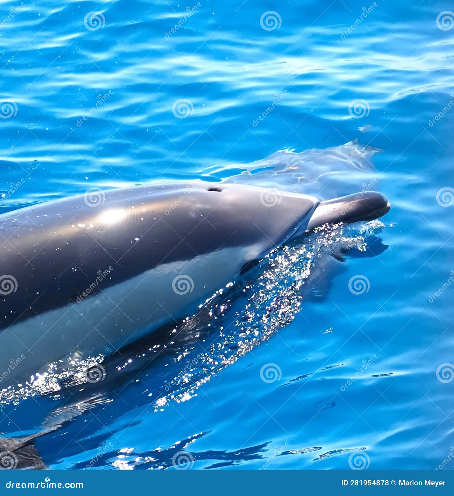 Common Dolphin Delphinus Delphis Swimming in Deep Blue See Stock Photo ...