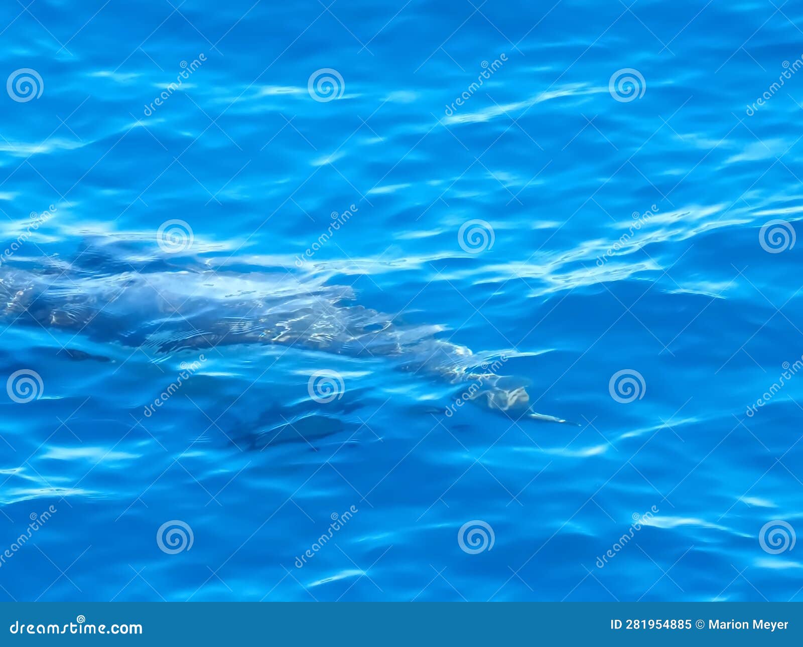 Common Dolphin Delphinus Delphis Swimming in Deep Blue See Stock Image ...