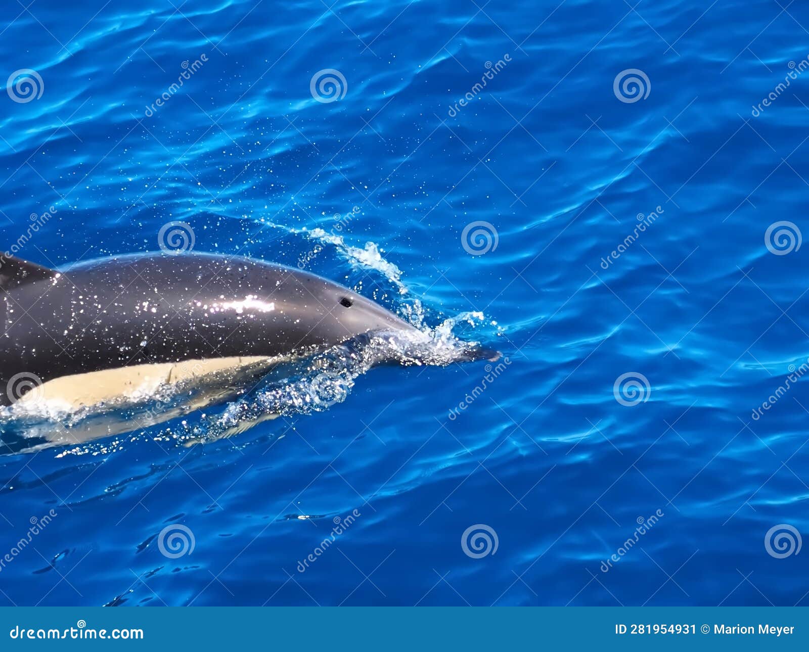 Common Dolphin Delphinus Delphis Swimming in Deep Blue See Stock Image ...