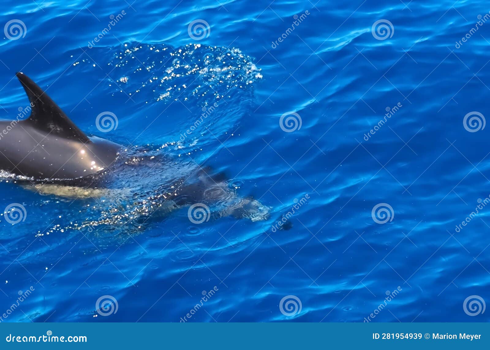 Common Dolphin Delphinus Delphis Swimming in Deep Blue See Stock Image ...