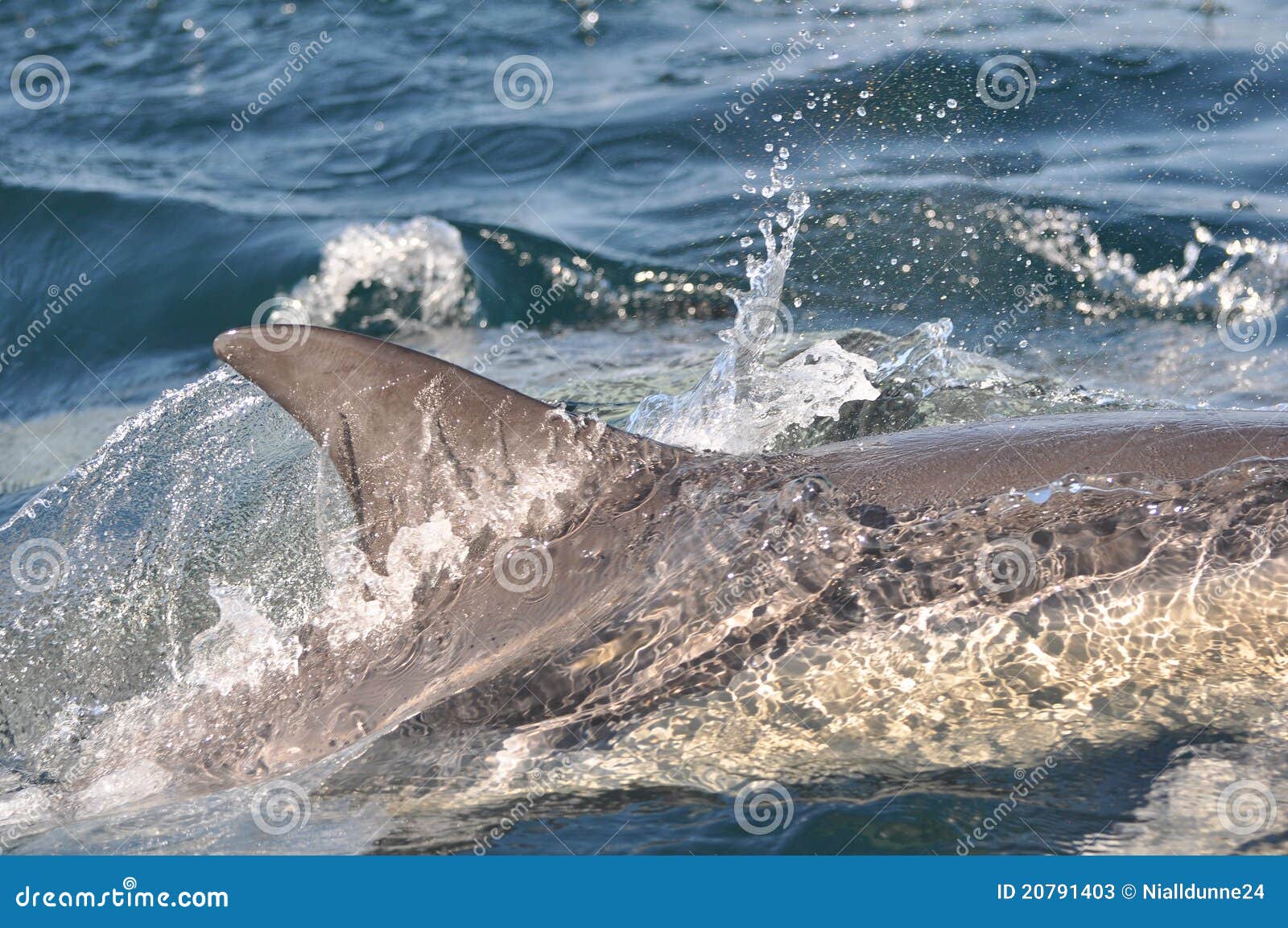 Common dolphin dorsal fin stock image. Image of atlantic - 20791403