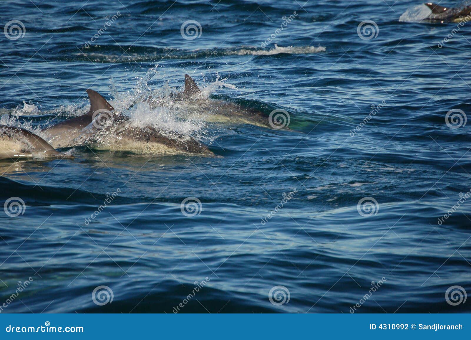 Common Dolphin Group stock photo. Image of ocean, dolphin - 4310992