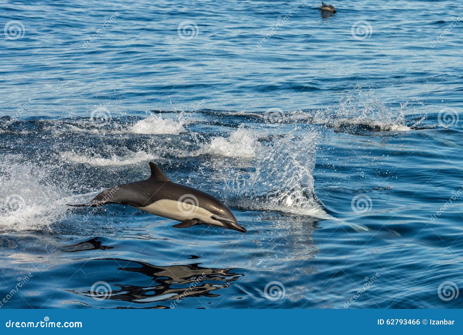 Common Dolphin Jumping Outside the Ocean Stock Photo - Image of nature ...