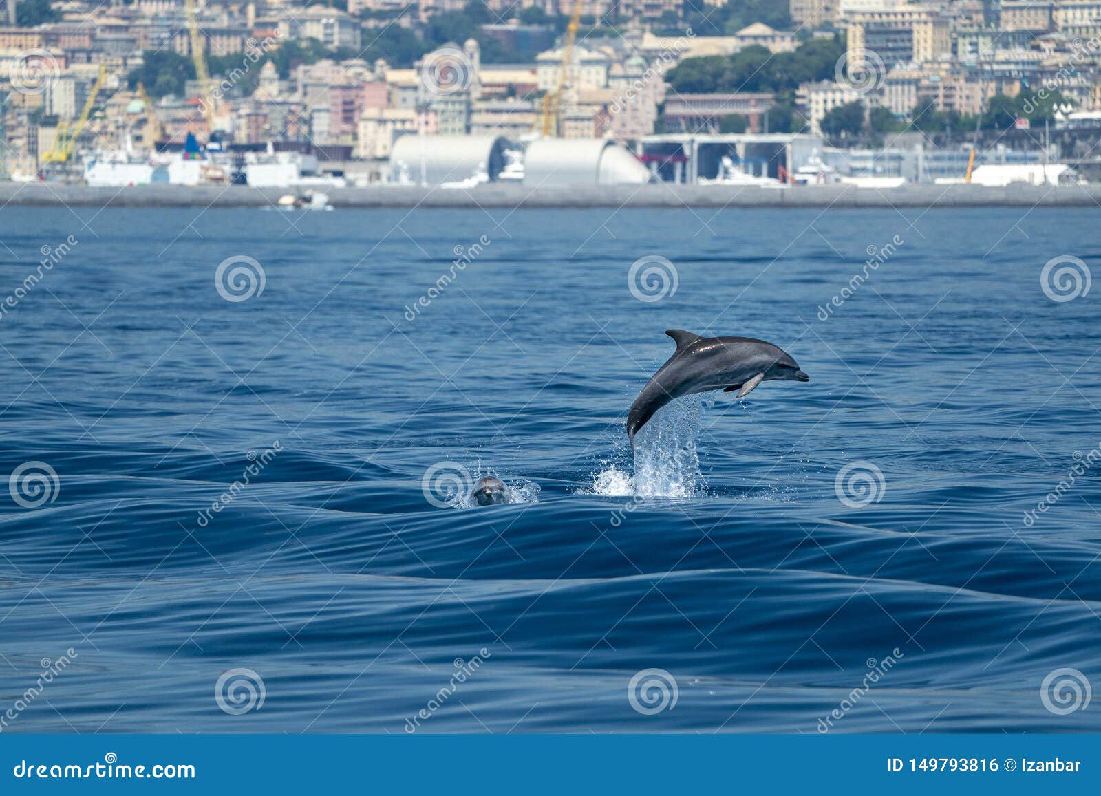 Common Dolphin Jumping Outside the Ocean Stock Photo - Image of ...