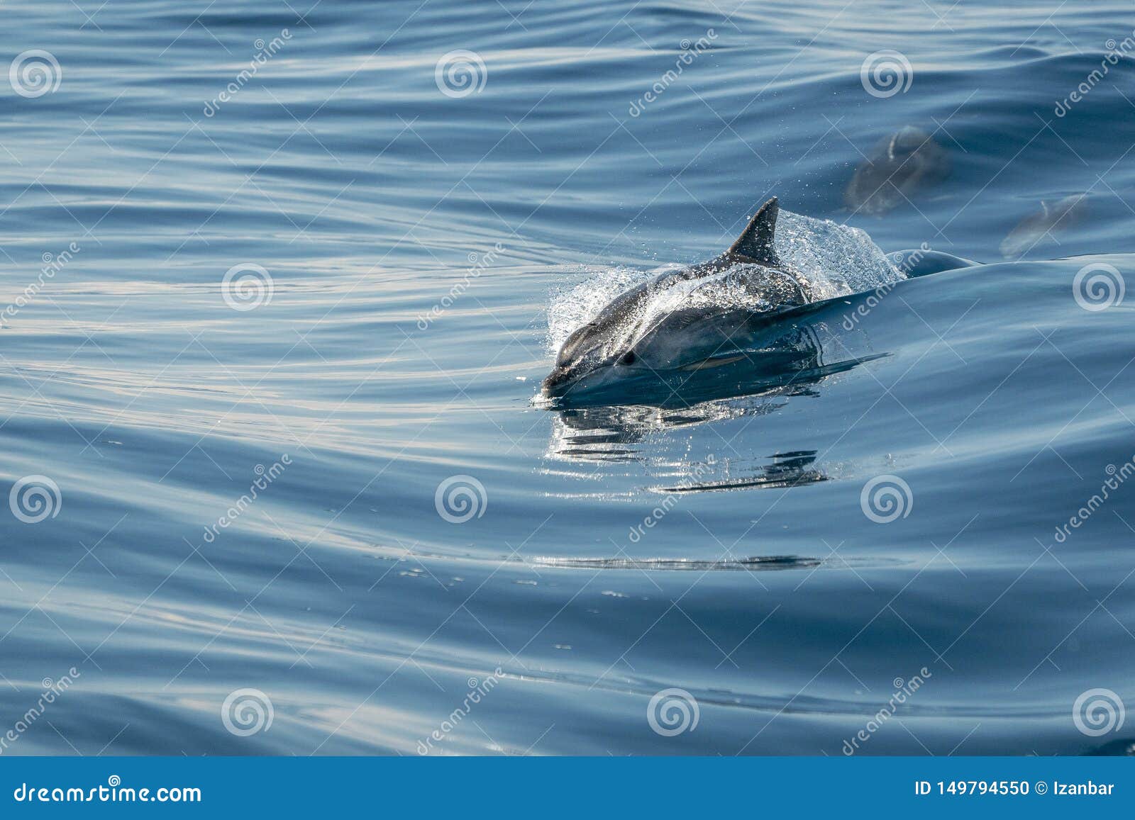 Common Dolphin Jumping Outside the Ocean Stock Photo - Image of flipper ...