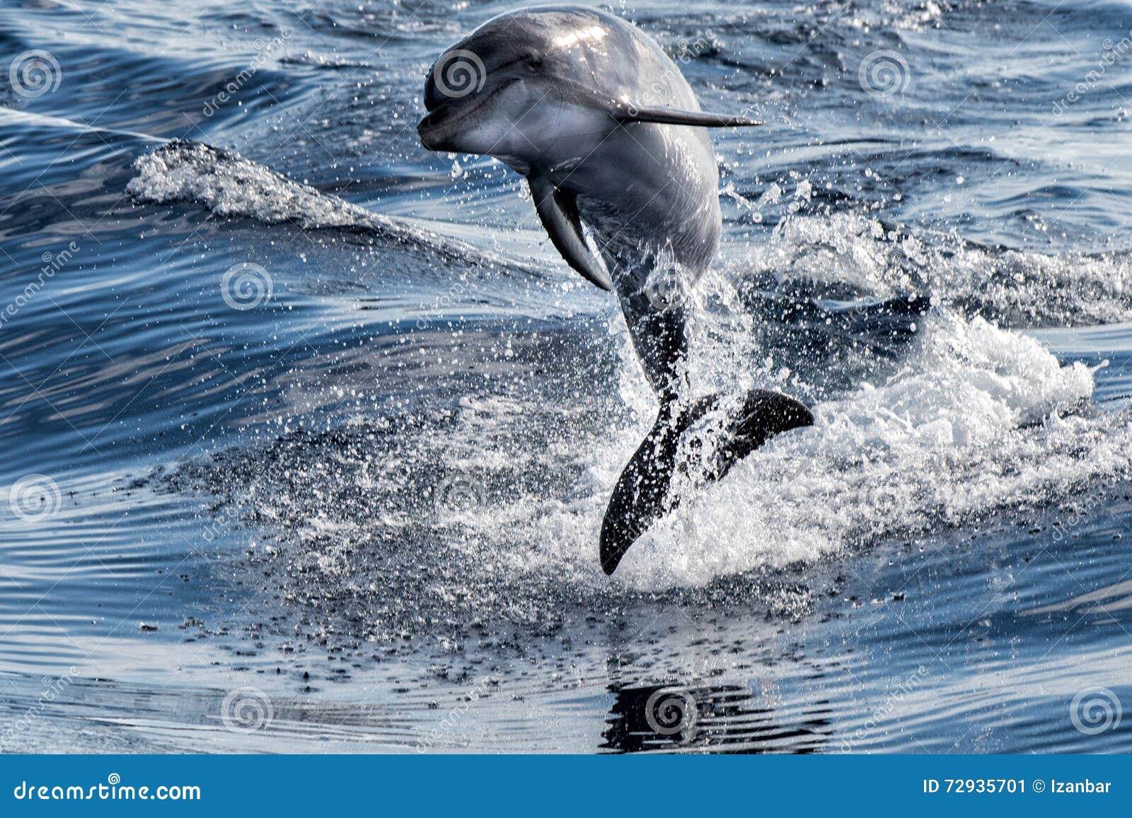 Common Dolphin Jumping Outside the Ocean Stock Image - Image of ocean ...