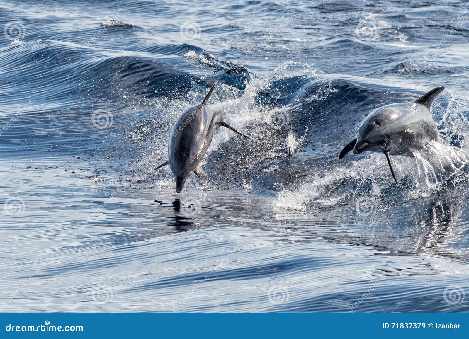 Common Dolphin Jumping Outside the Ocean Stock Image - Image of ocean ...