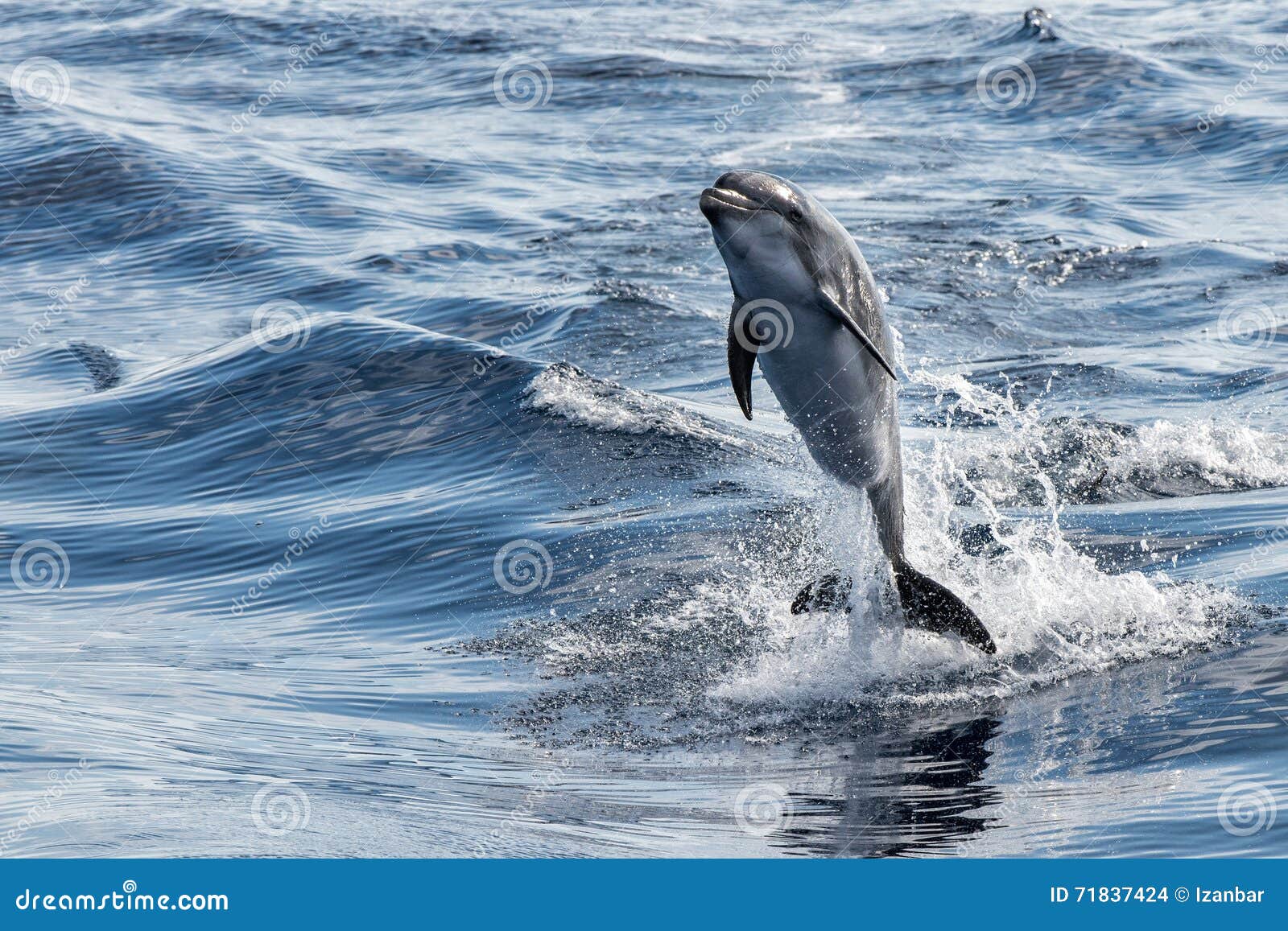 Common Dolphin Jumping Outside the Ocean Stock Photo - Image of gray ...