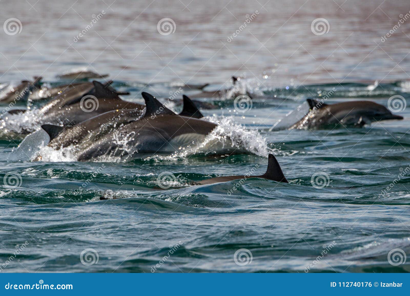 Common Dolphin Jumping Outside the Ocean Stock Photo - Image of flipper ...