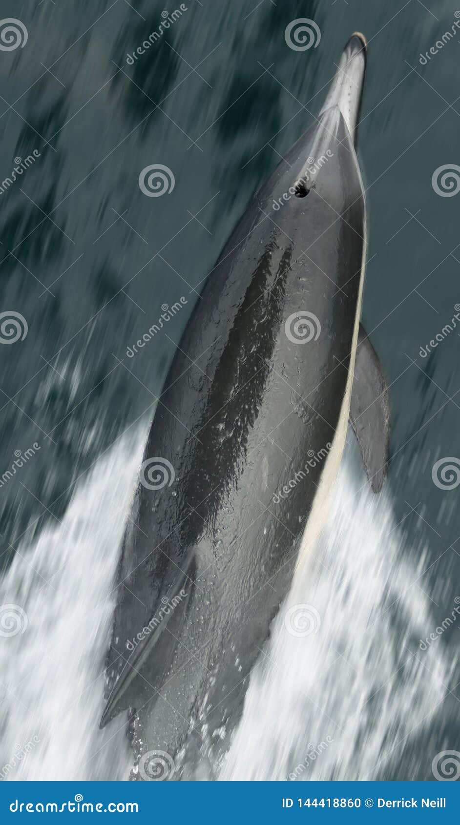 A Common Dolphin Riding the Bow Wave Stock Photo - Image of green ...